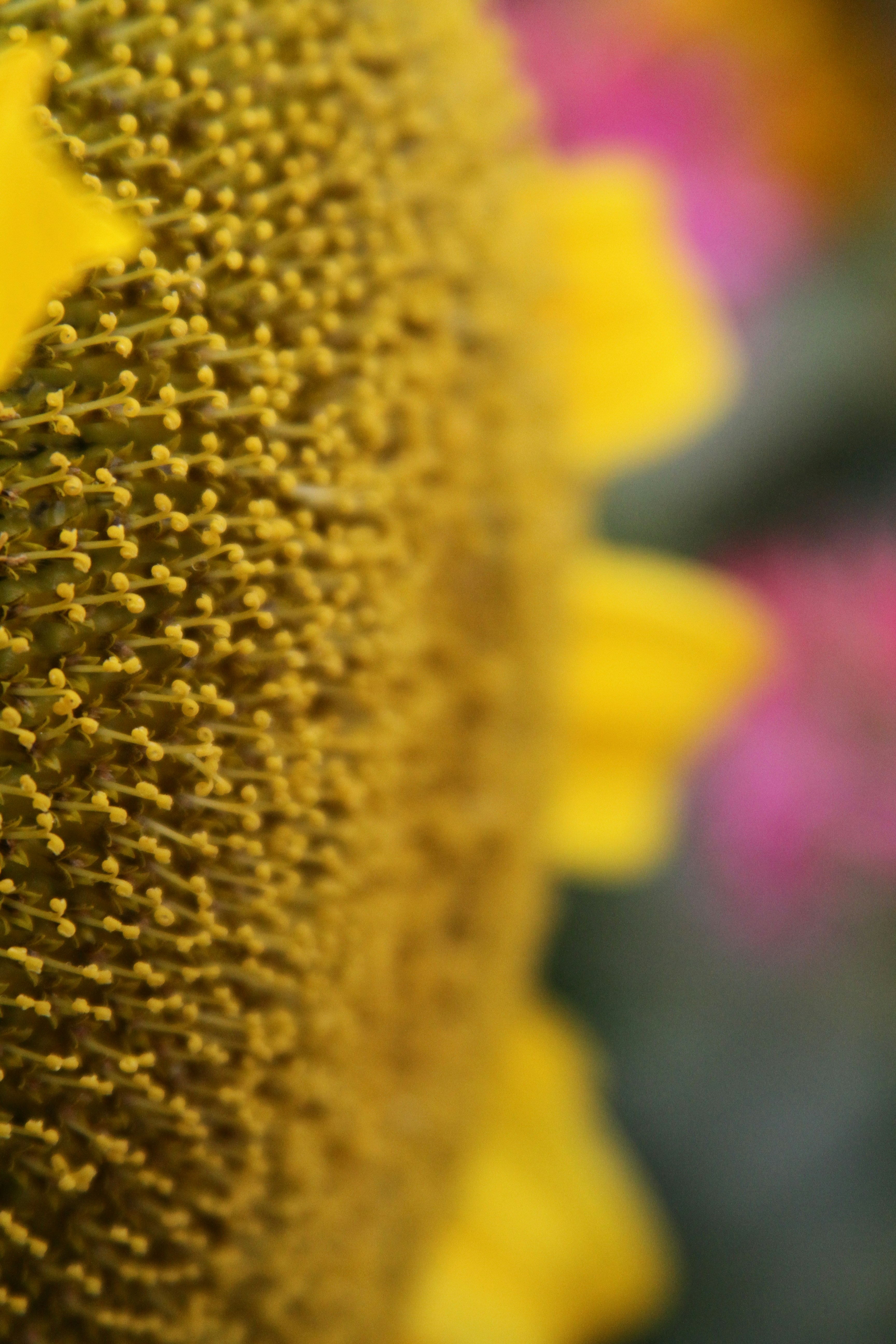Sun-kissed Bloom: Macro of a Sunflower's Central Disk