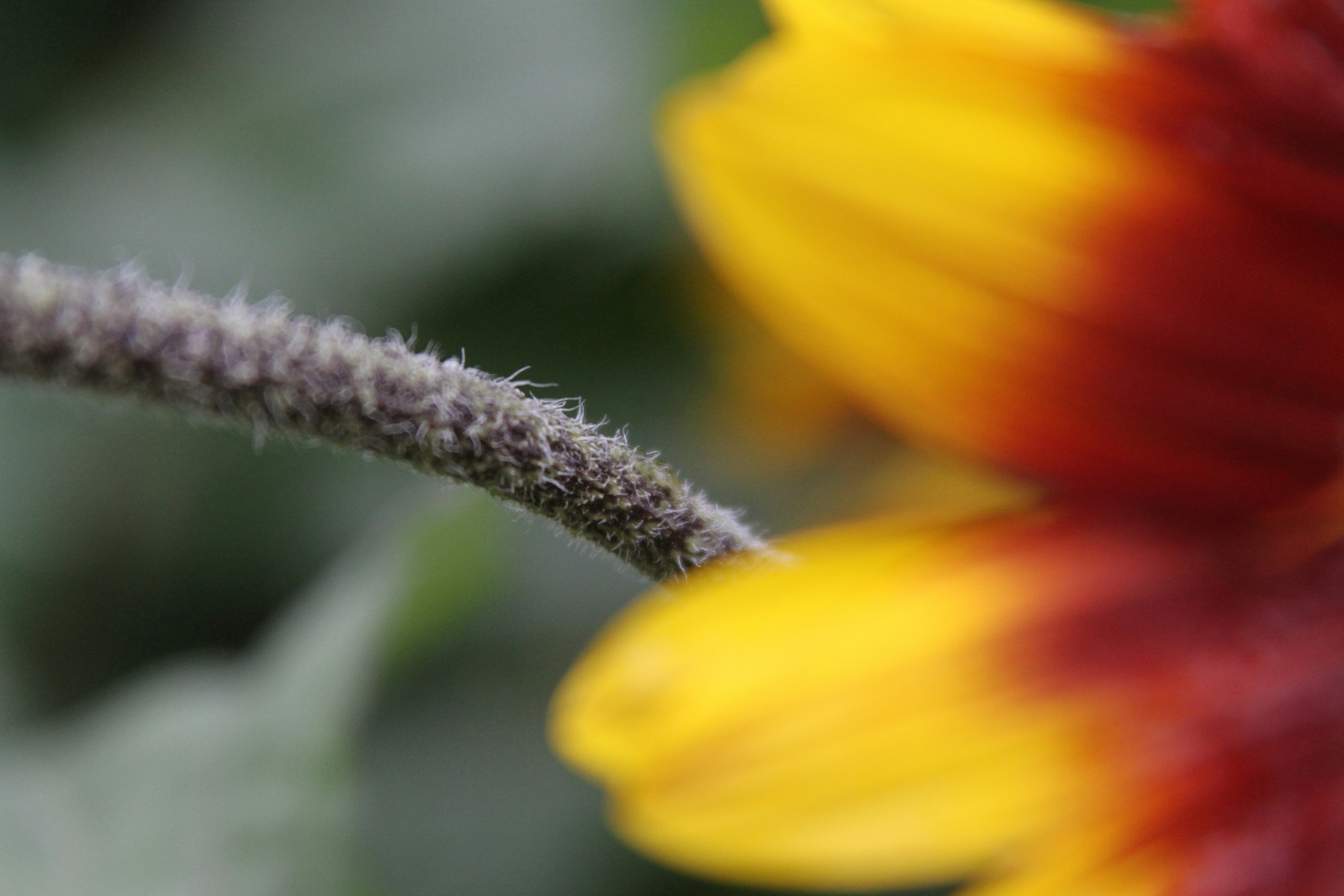 Petal Blur and Stalk: A Quiet Macro Moment