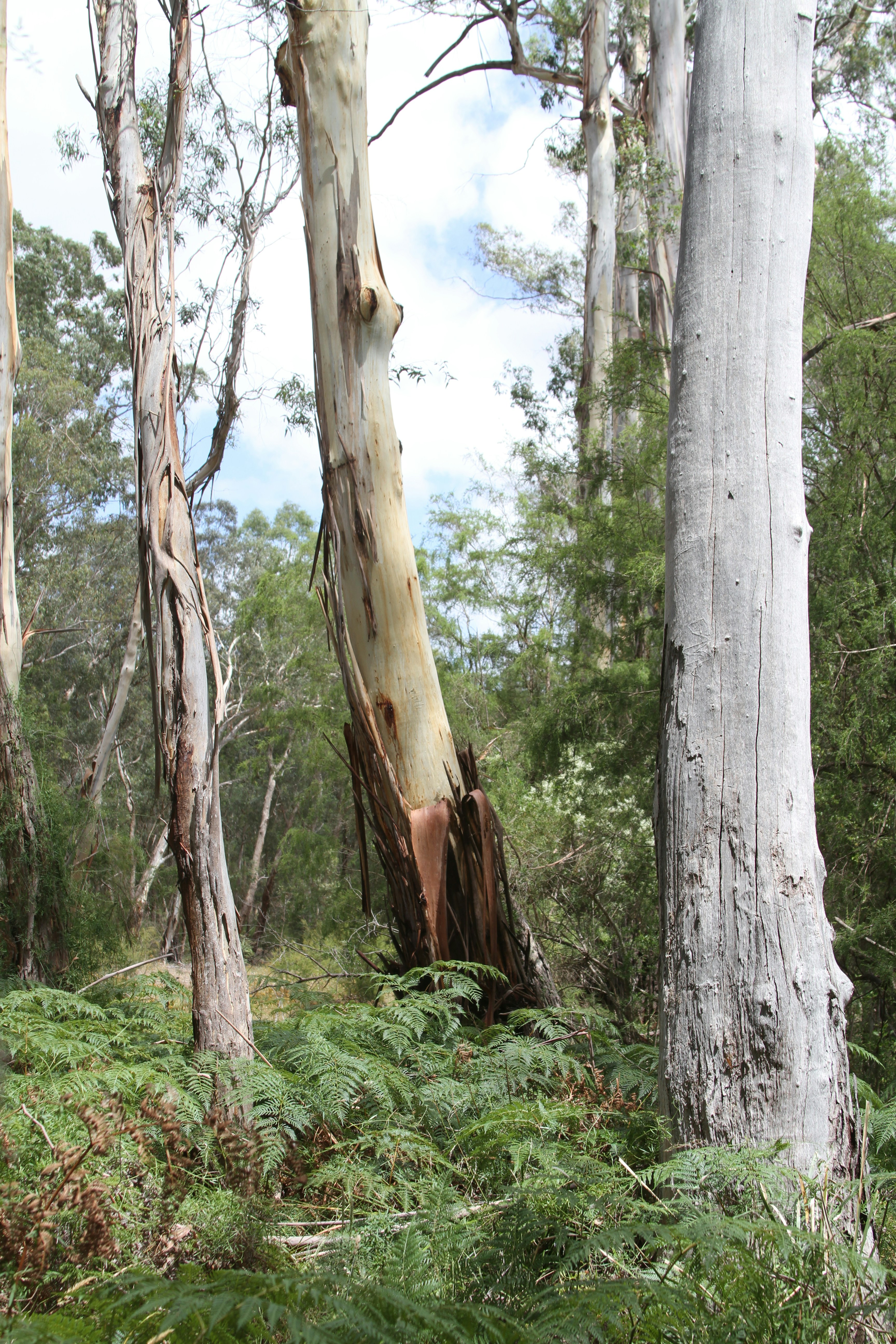 Whispering Giants: A Forest of Ebbing Bark and Ferns