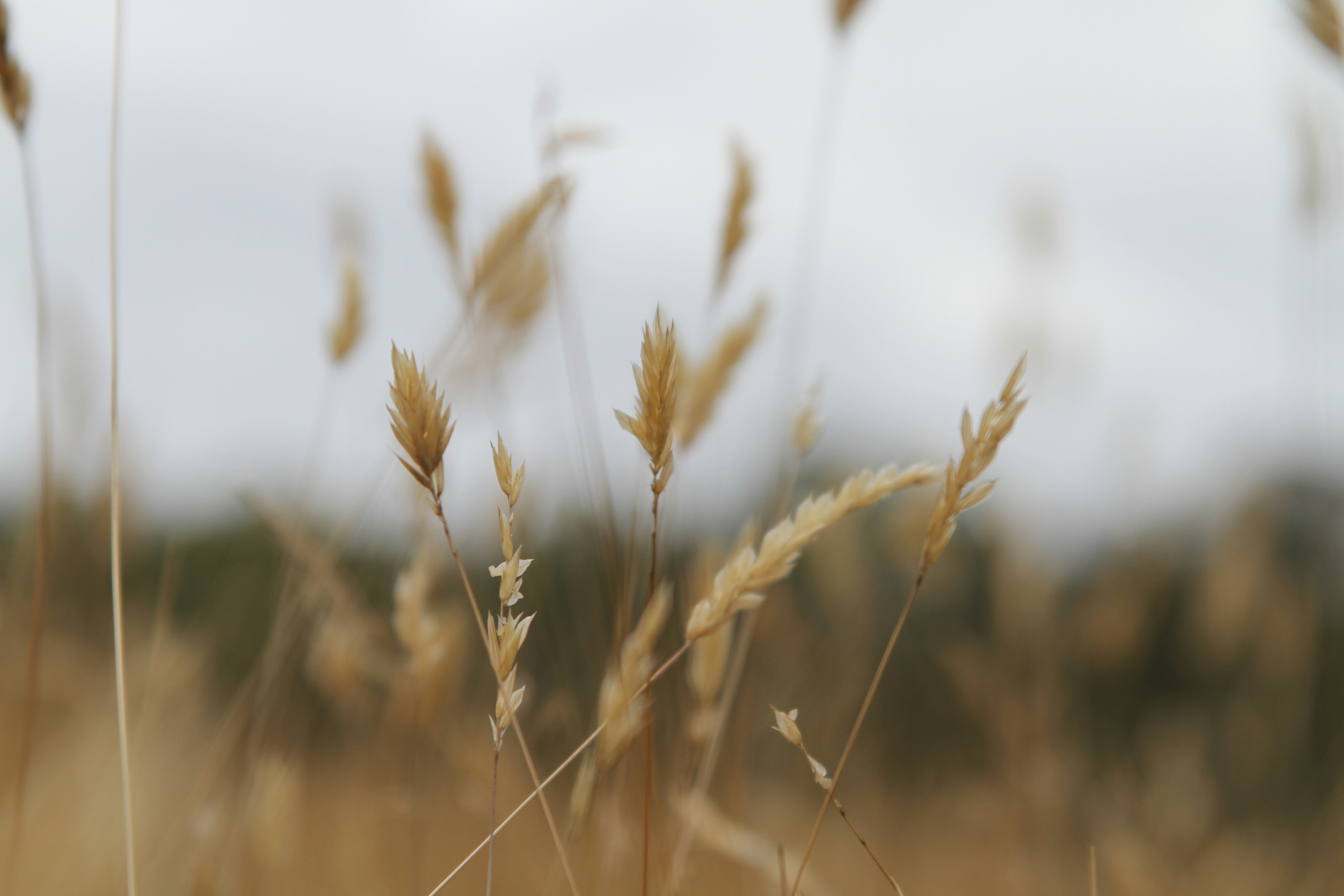 Amber Grasses in Soft Focus Field