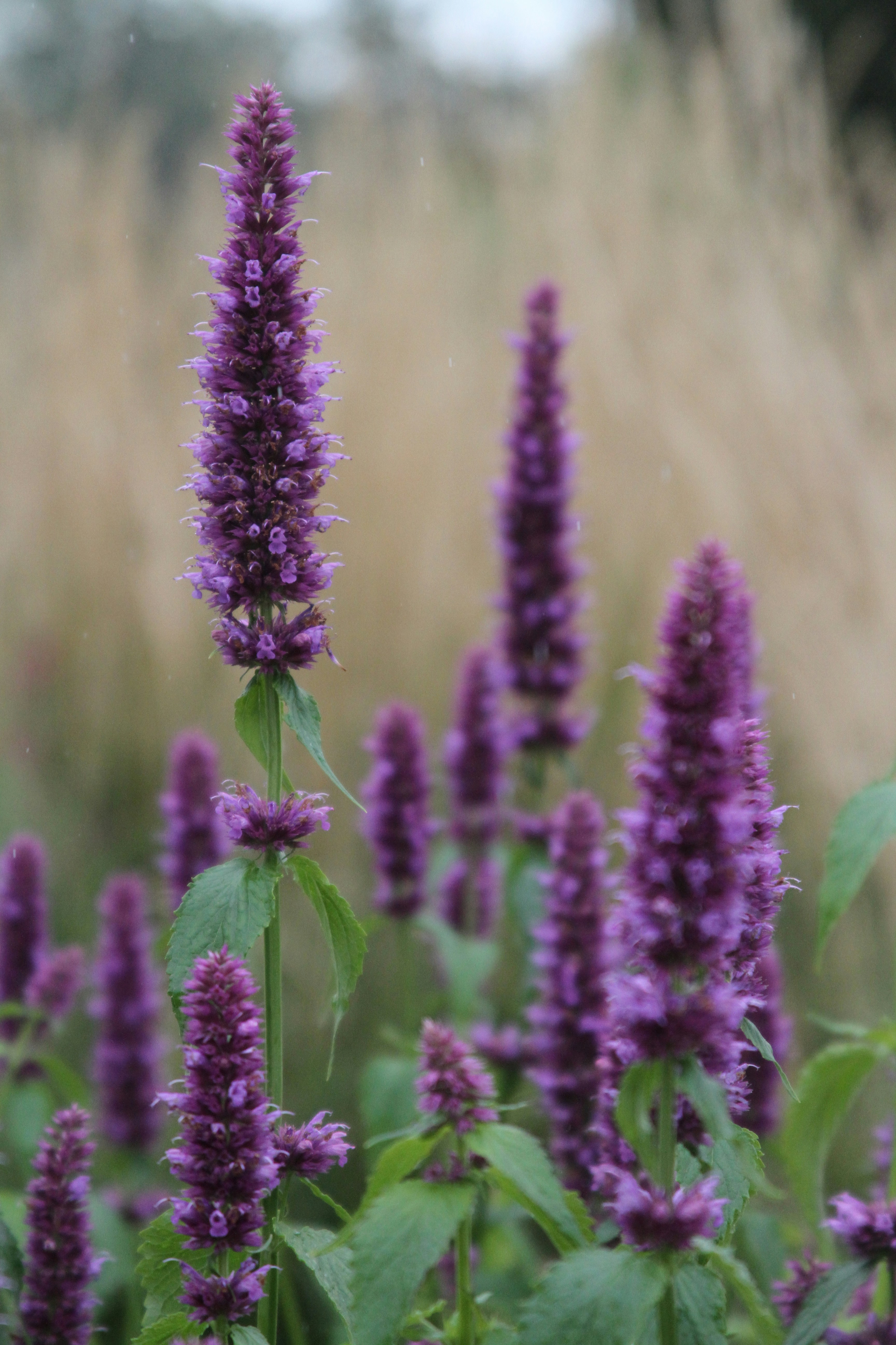 Close-up of tall purple flowers with fuzzy spires in a field, softly blurred background. This image showcases vibrant blooms and natural texture.