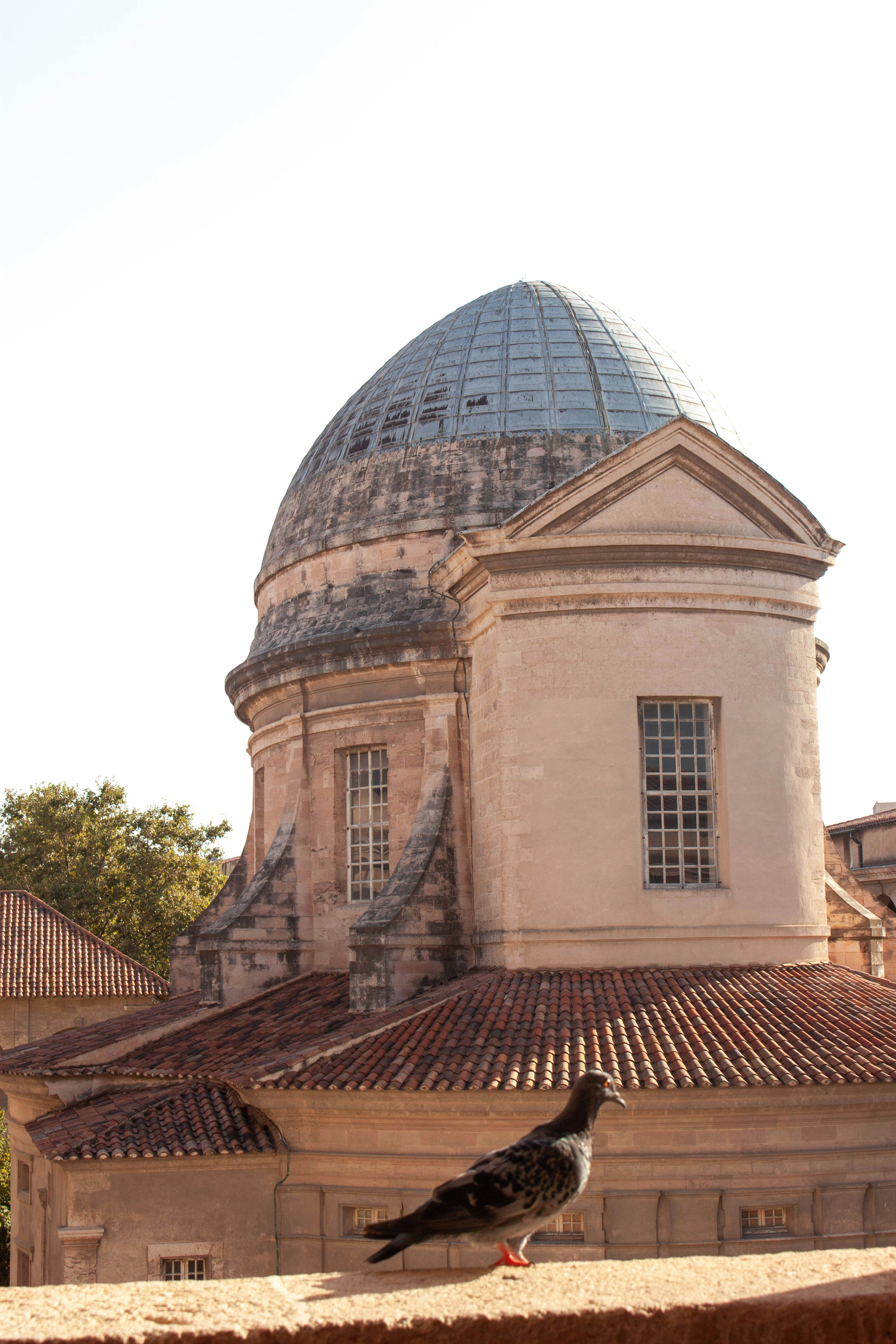 Dome over the Plaza: Pigeon Perch Beneath a Historic Rotunda