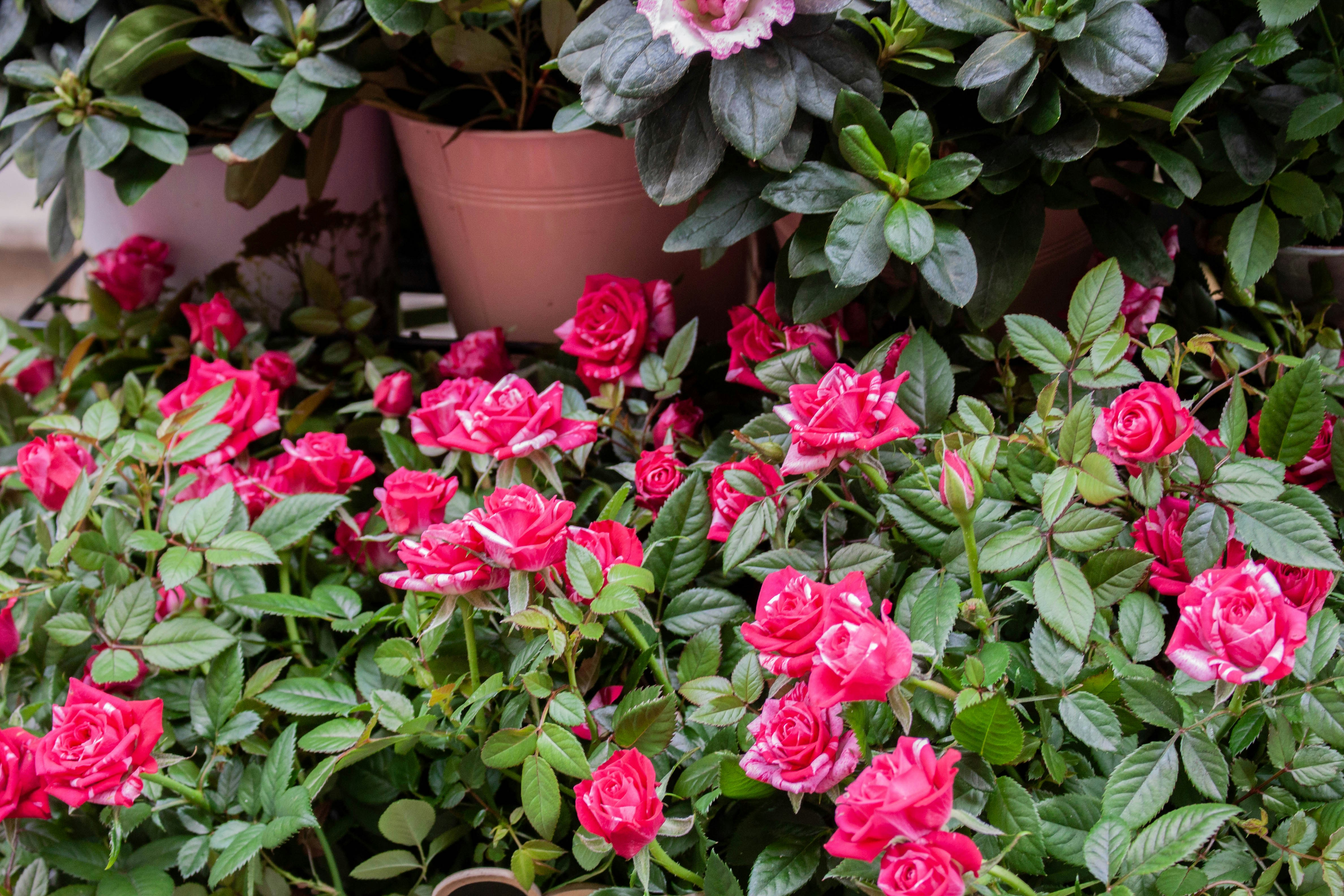 Blooms in Quiet Terrace: A Carpet of Pink Roses