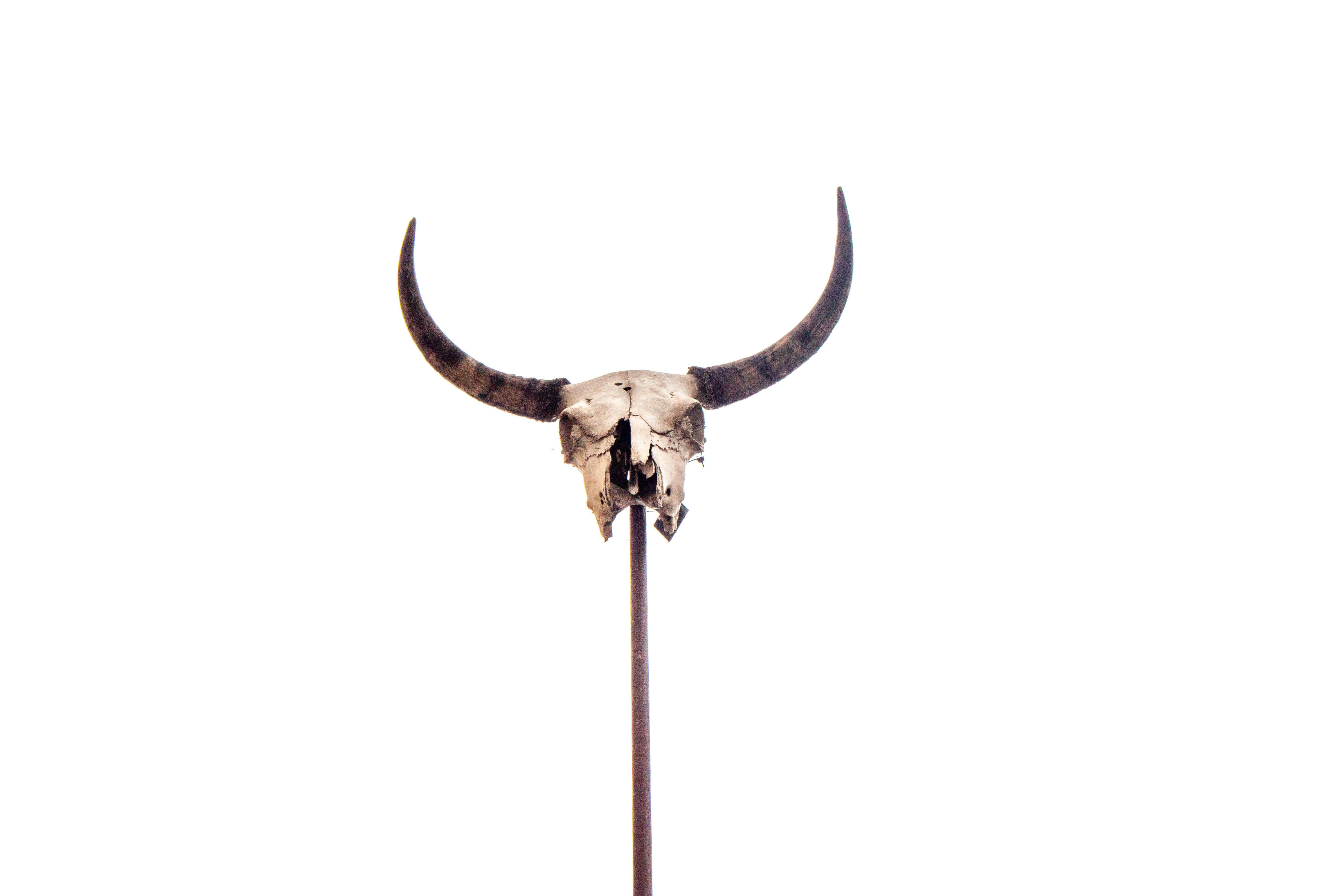 Desert Horned Crest: A Weathered Skull on a Lone Pole