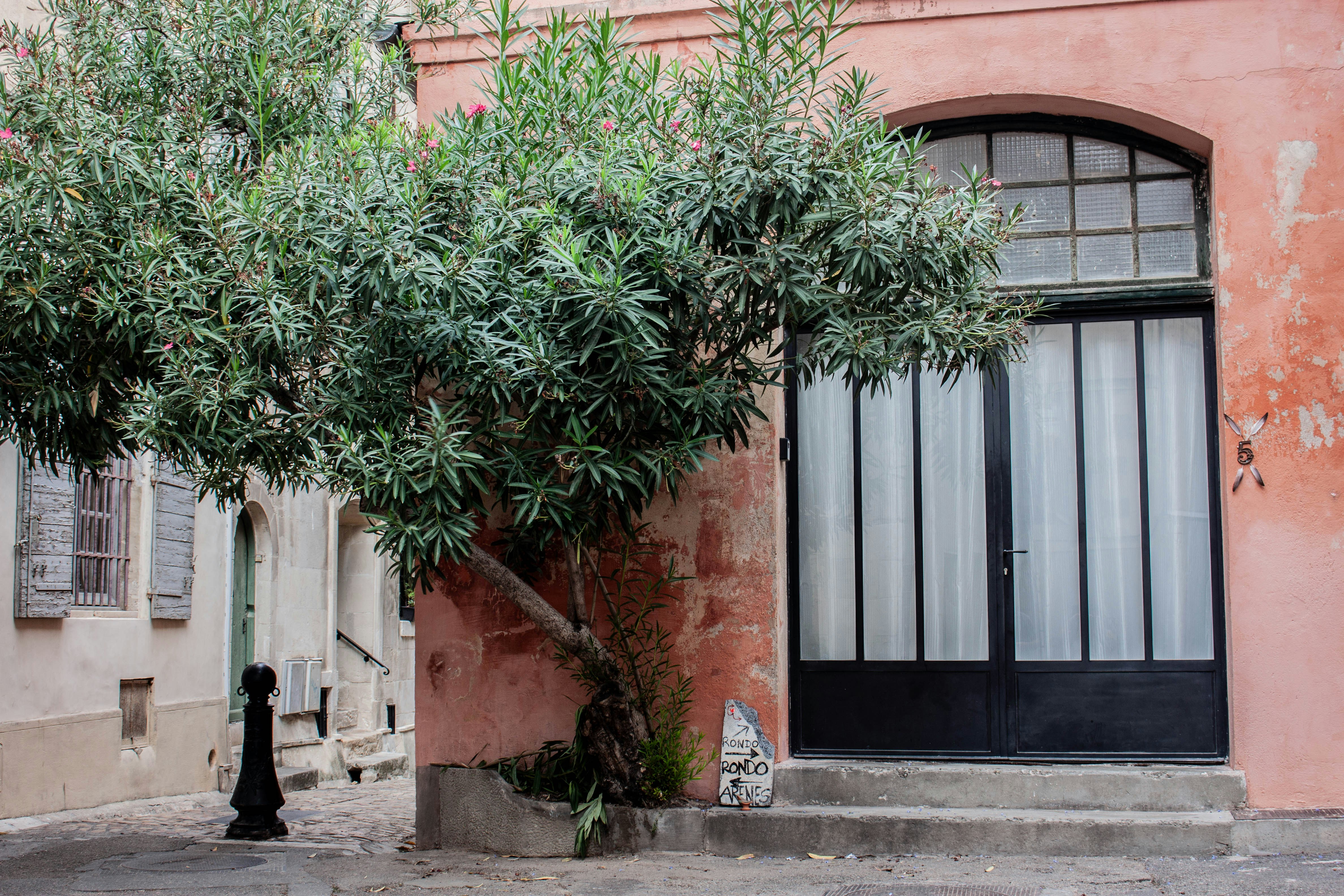 Sunlit orange façade with a gnarled tree framing a black door