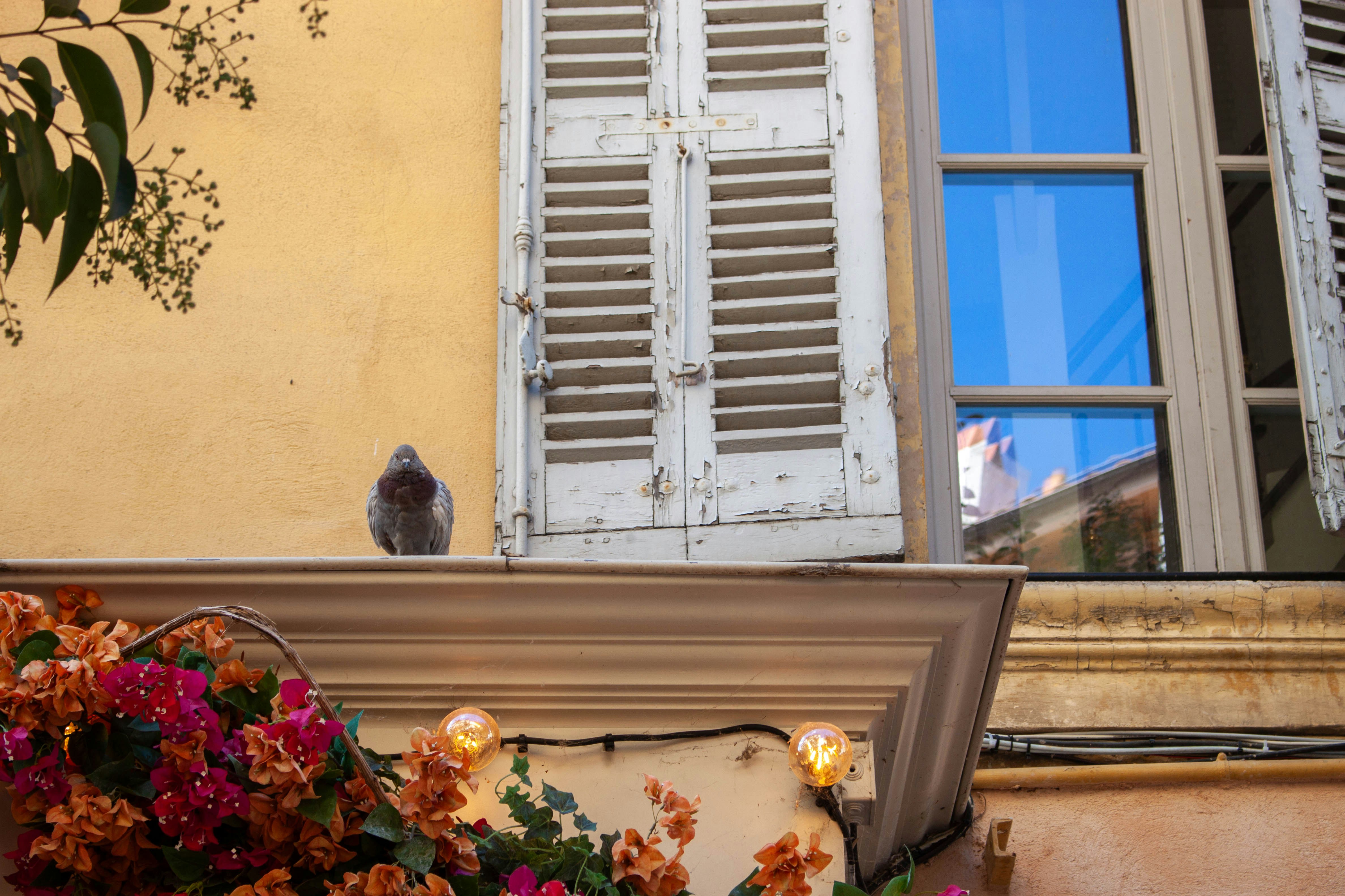 Potted ivy overhangs beneath weathered shutters and a pigeon's watchful gaze