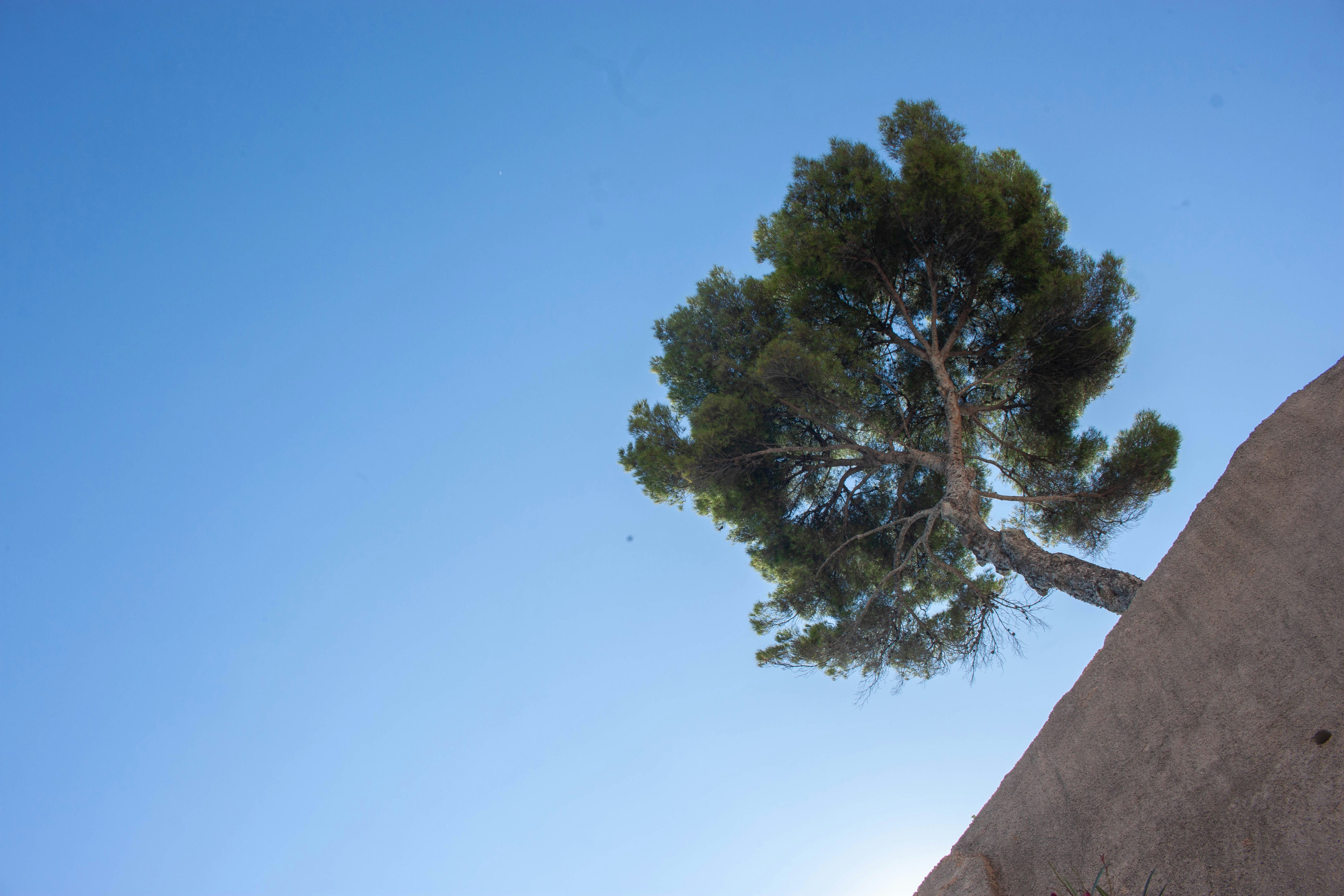 Lone Pine against a Wedge of Sky