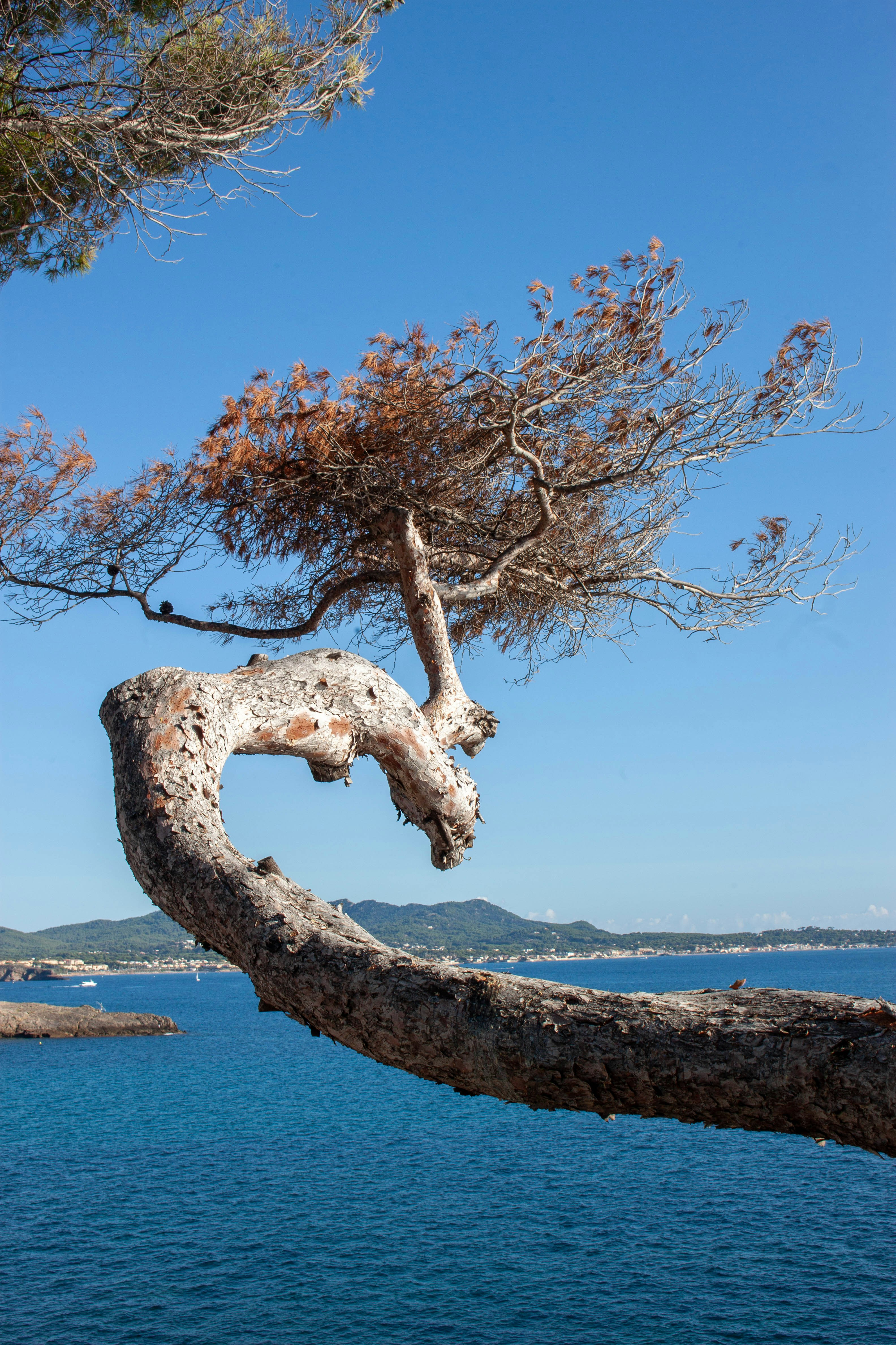 Bent Sentinel over the Sea: A Wind-Twisted Tree Reaching for the Horizon