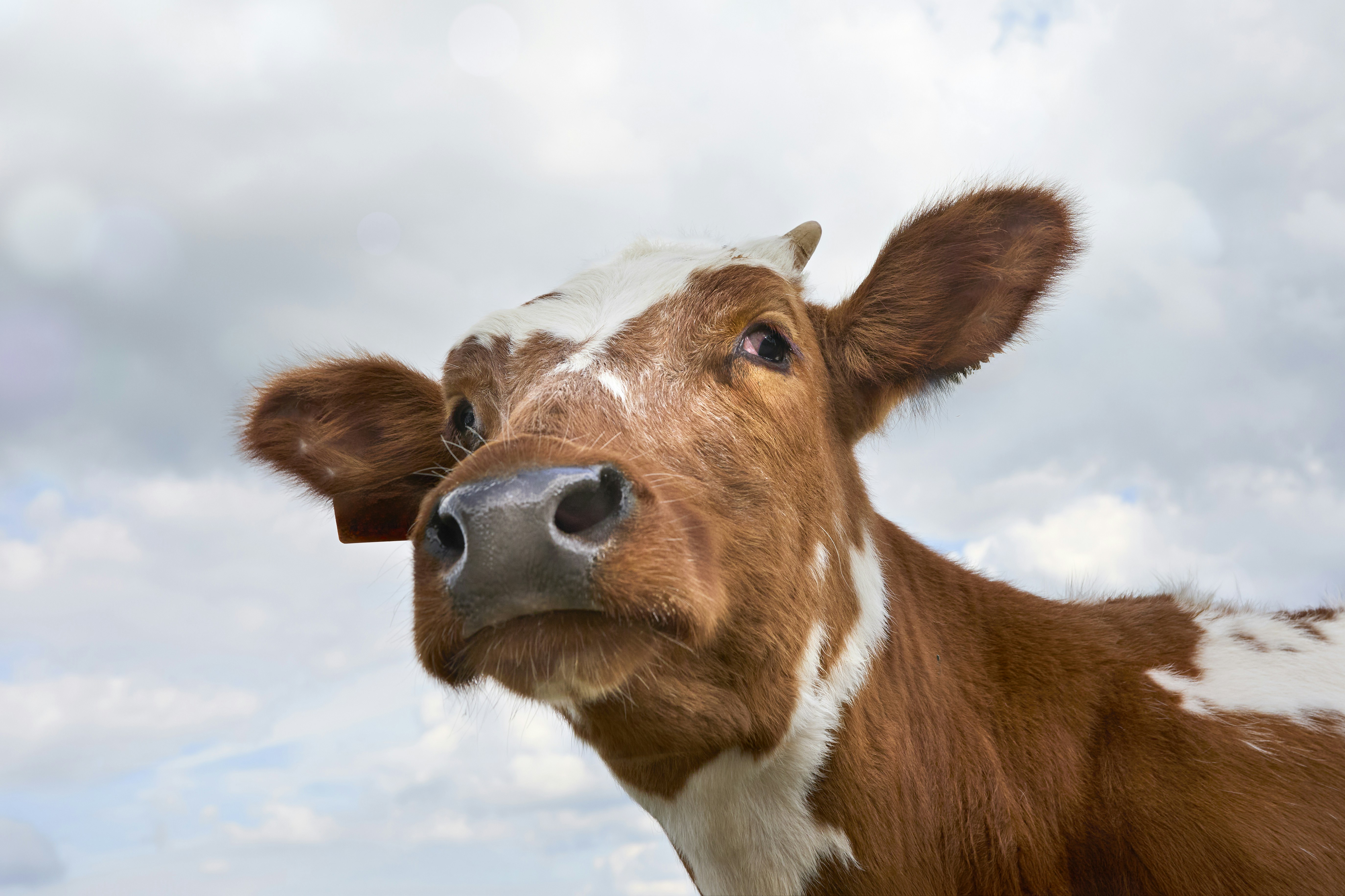 Curious Cow Bends In for a Skyward Portrait