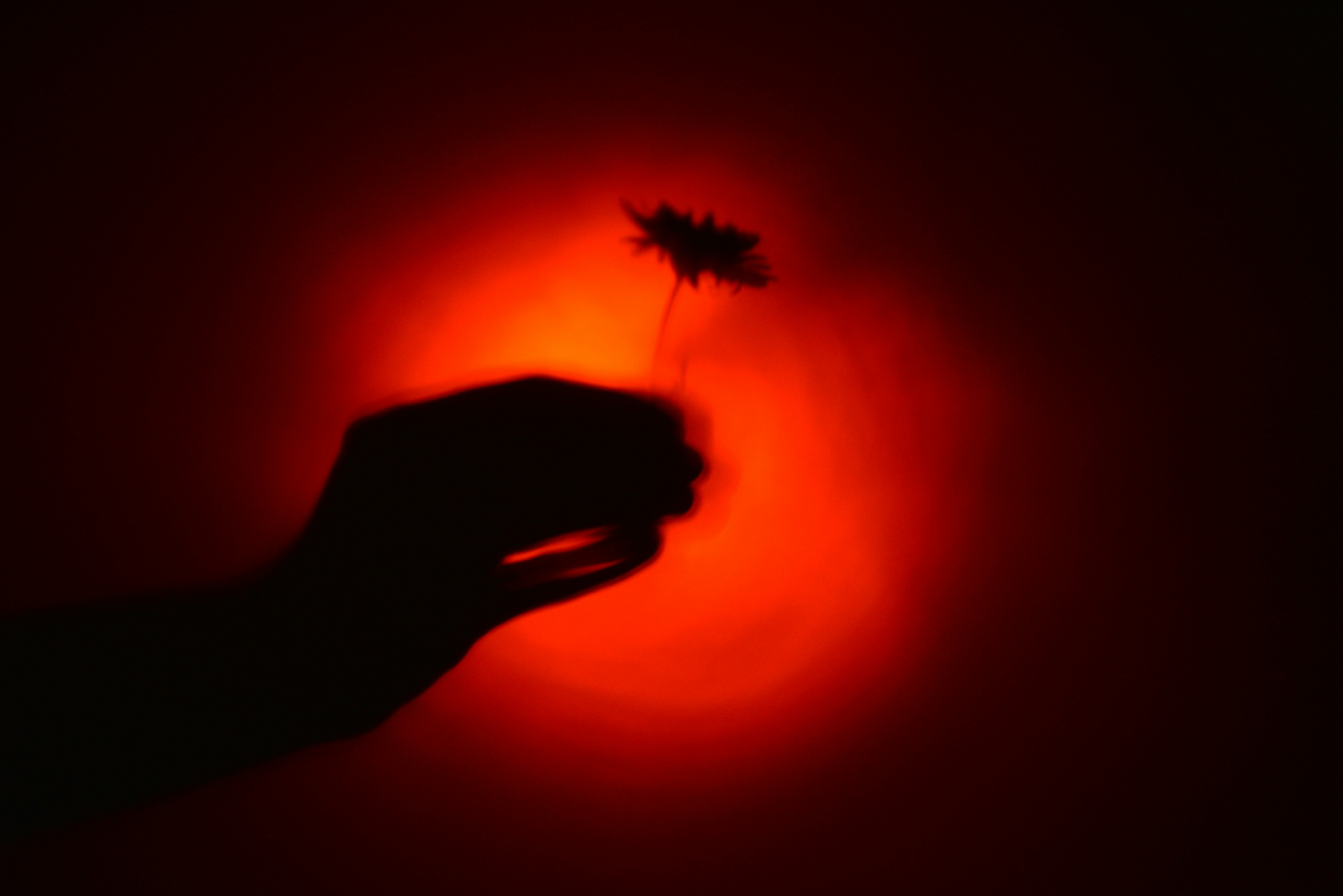 Silhouette of a Bloom: Hand and Tiny Flower Against a Fiery Backdrop