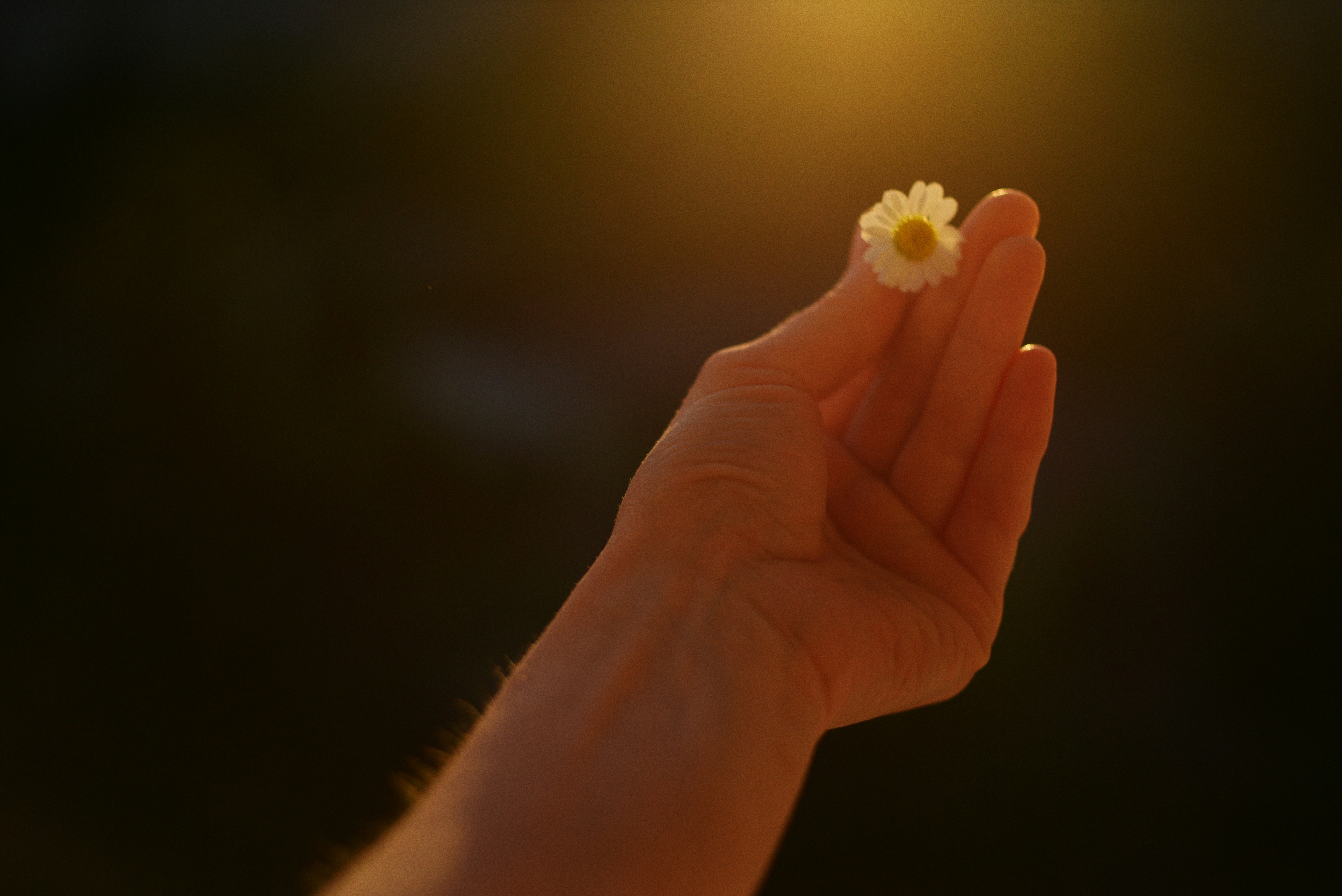 Delicate Bloom in Warm Backlight