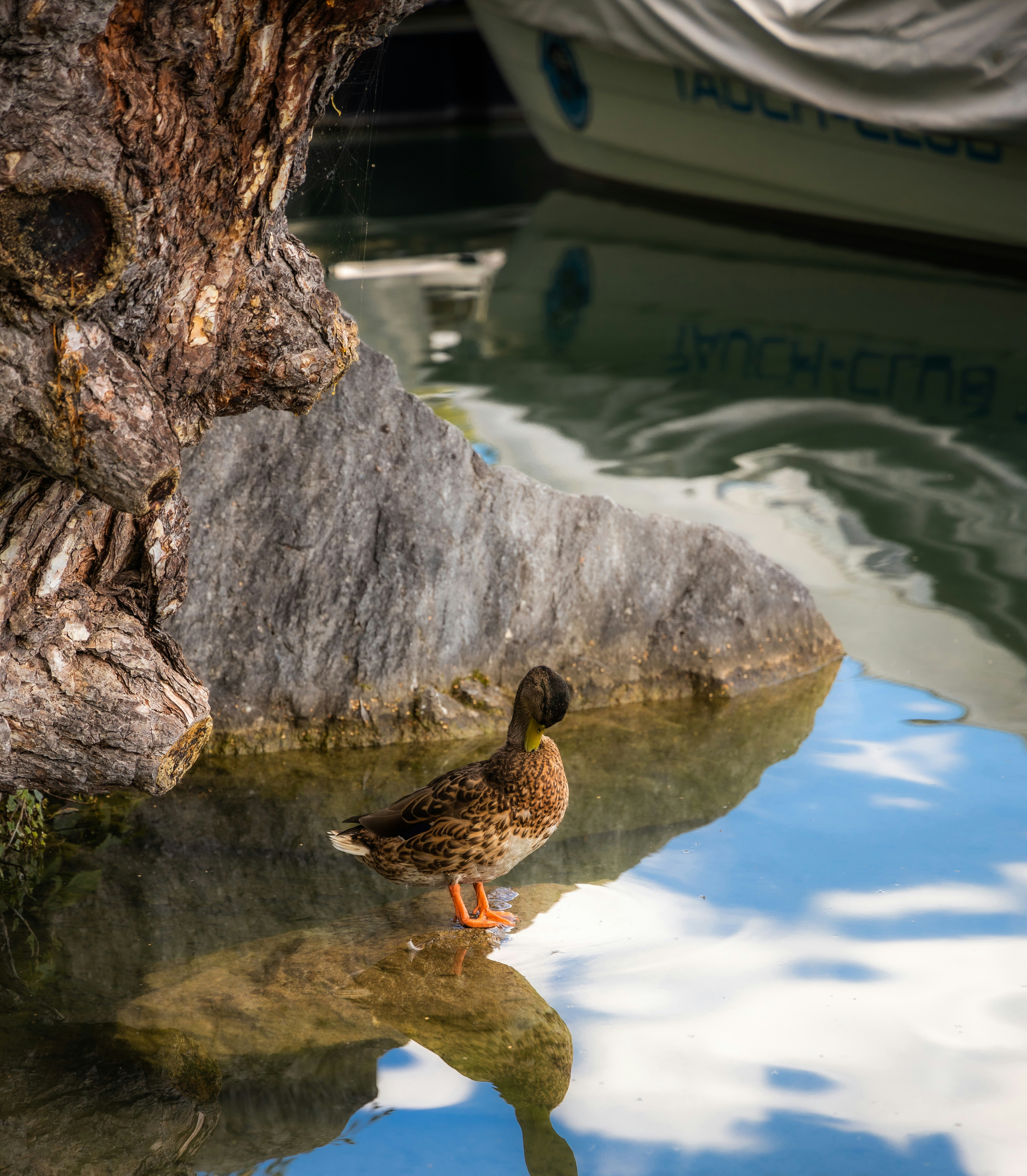 Duck at the Water’s Edge: A Quiet Lakeside Moment