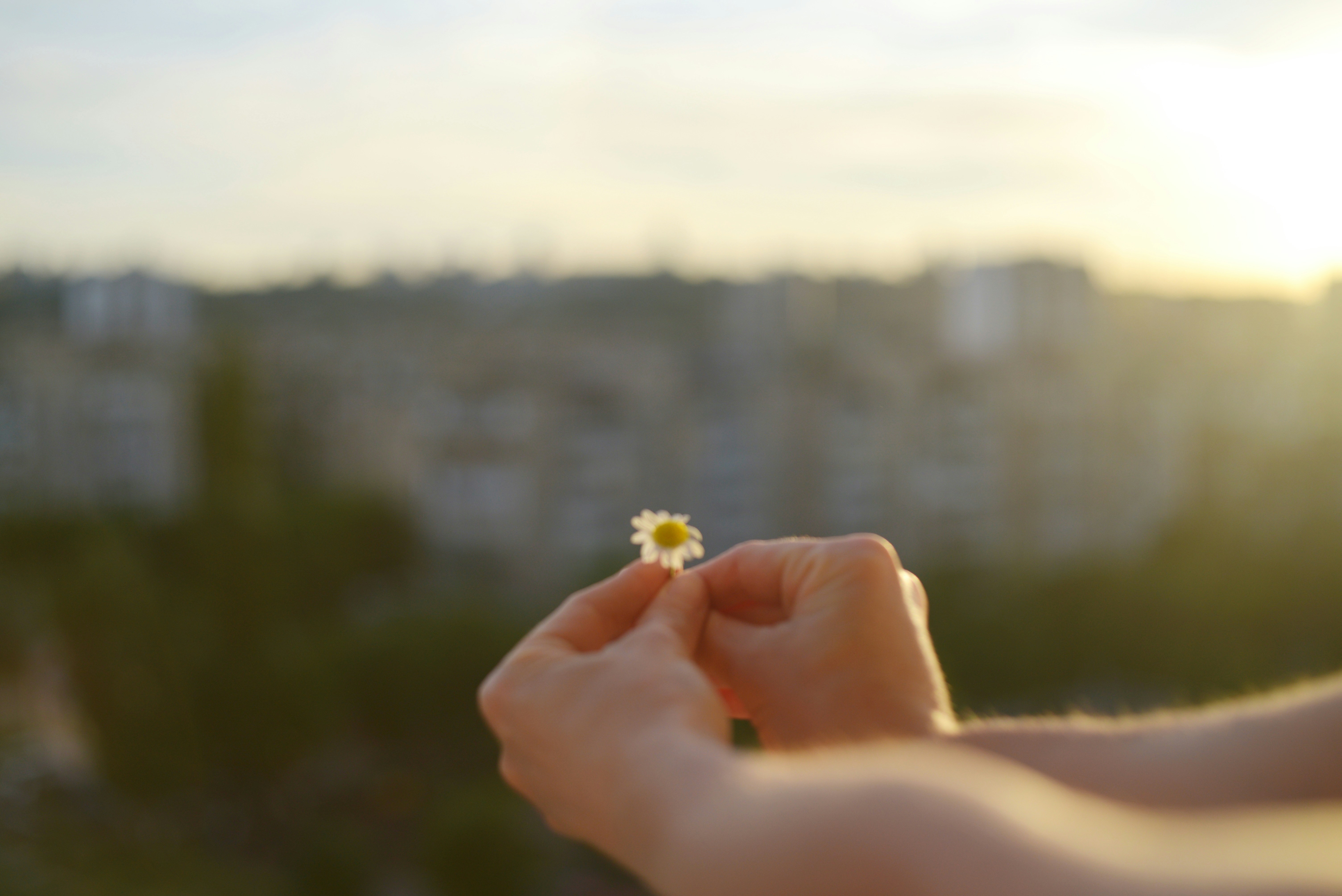 Barely-Bloomed Moment: A daisy between fingertips at golden hour