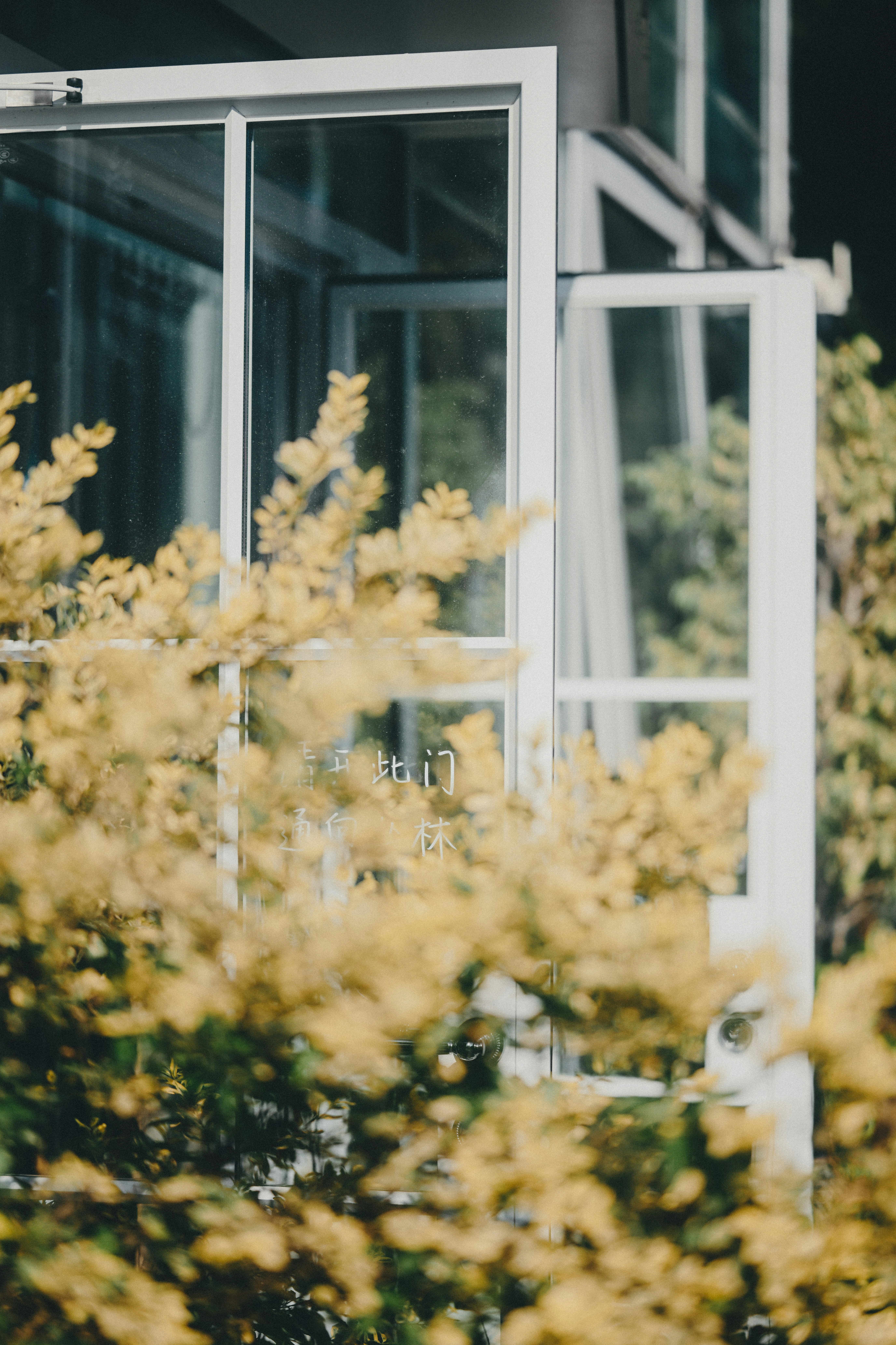 Glass doors and windows recede into the distance, framed by yellowing foliage; a shallow depth of field blurs the foreground leaves while the architectural lines stay crisp, hinting at a modern storefront or building exterior.