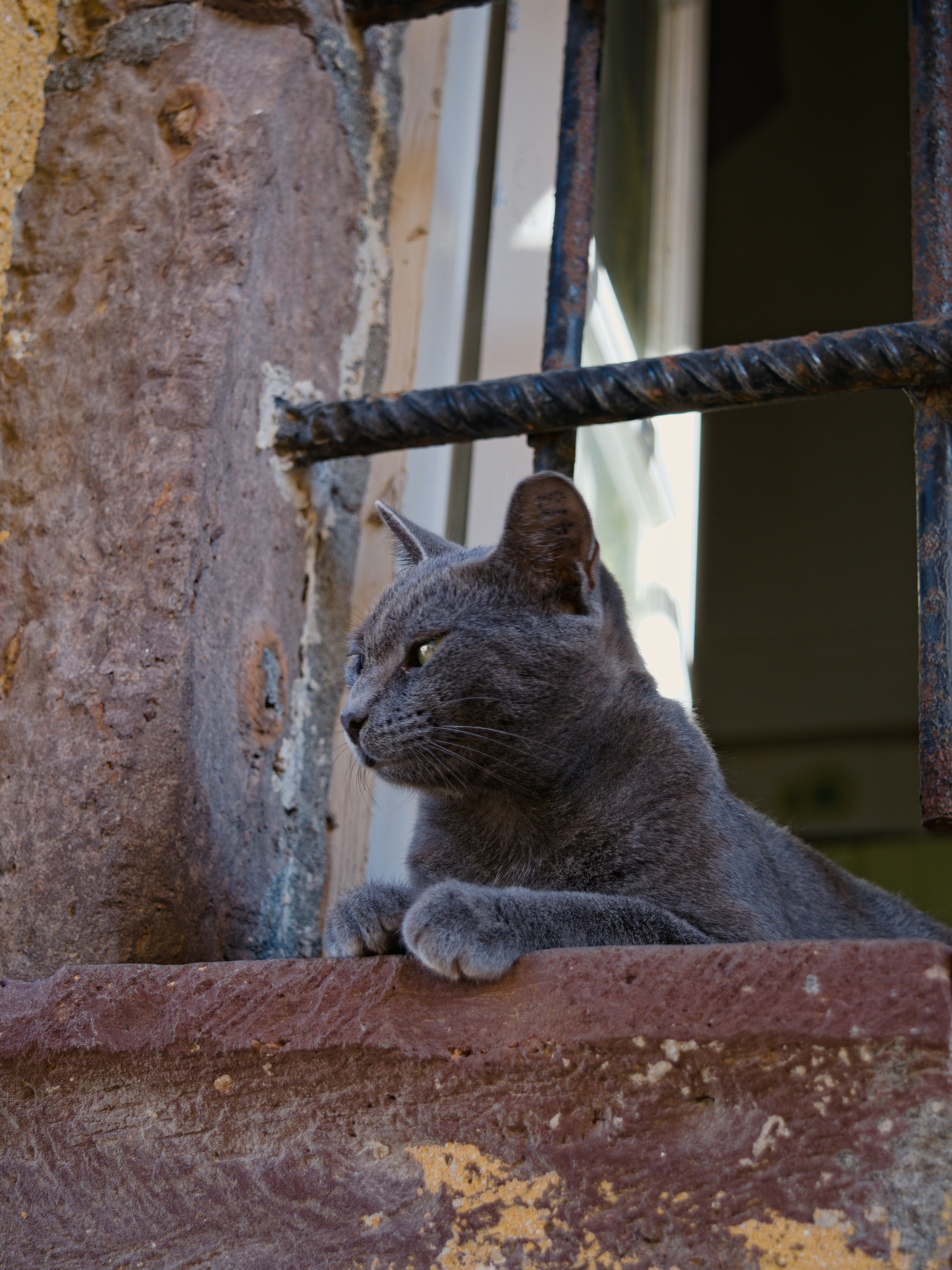 Grey Cat on a Weathered Balcony Brimmed with Quiet Curiosity