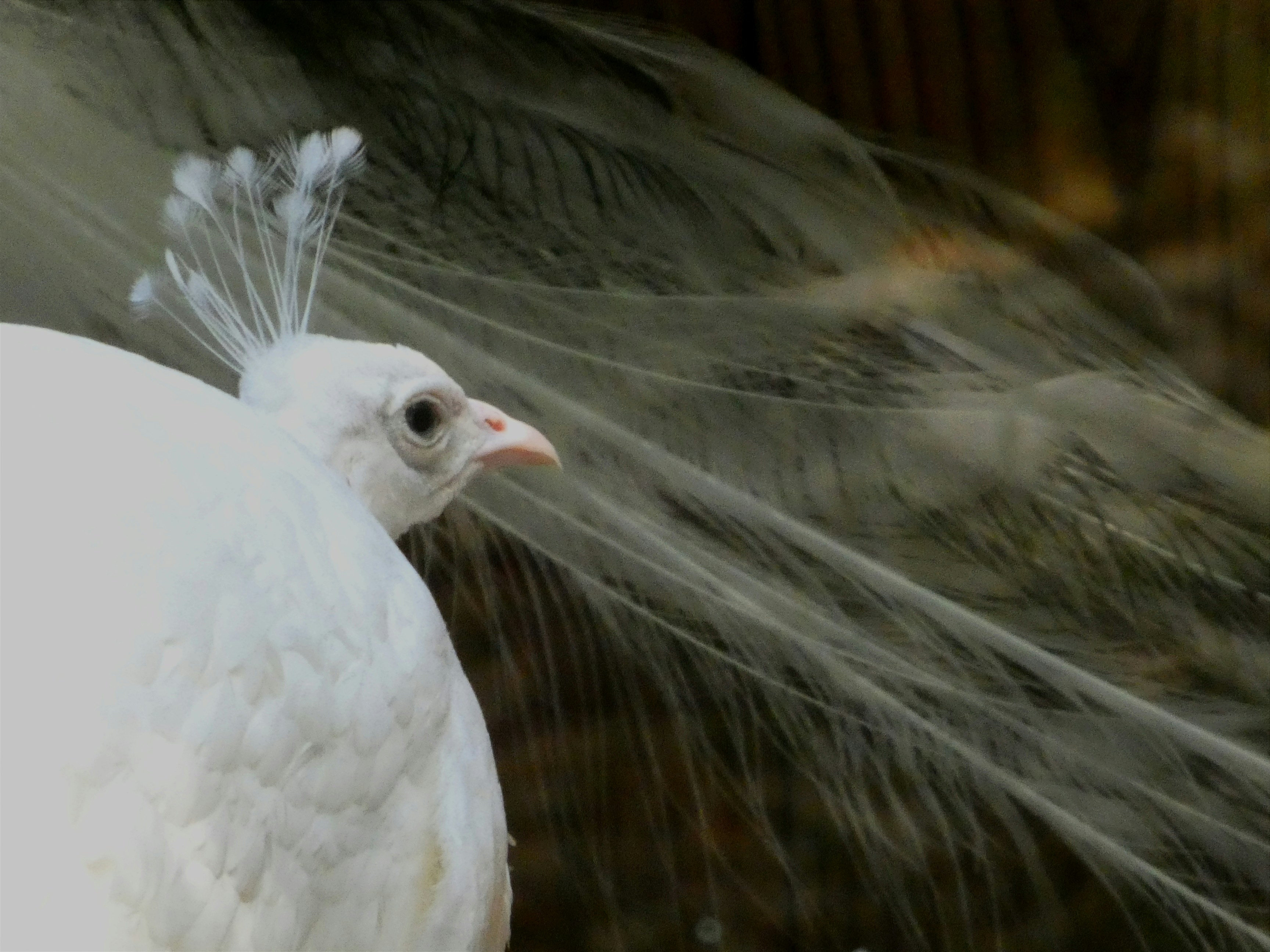 Silent Spotlight: The White Peacock's Gossamer Wing