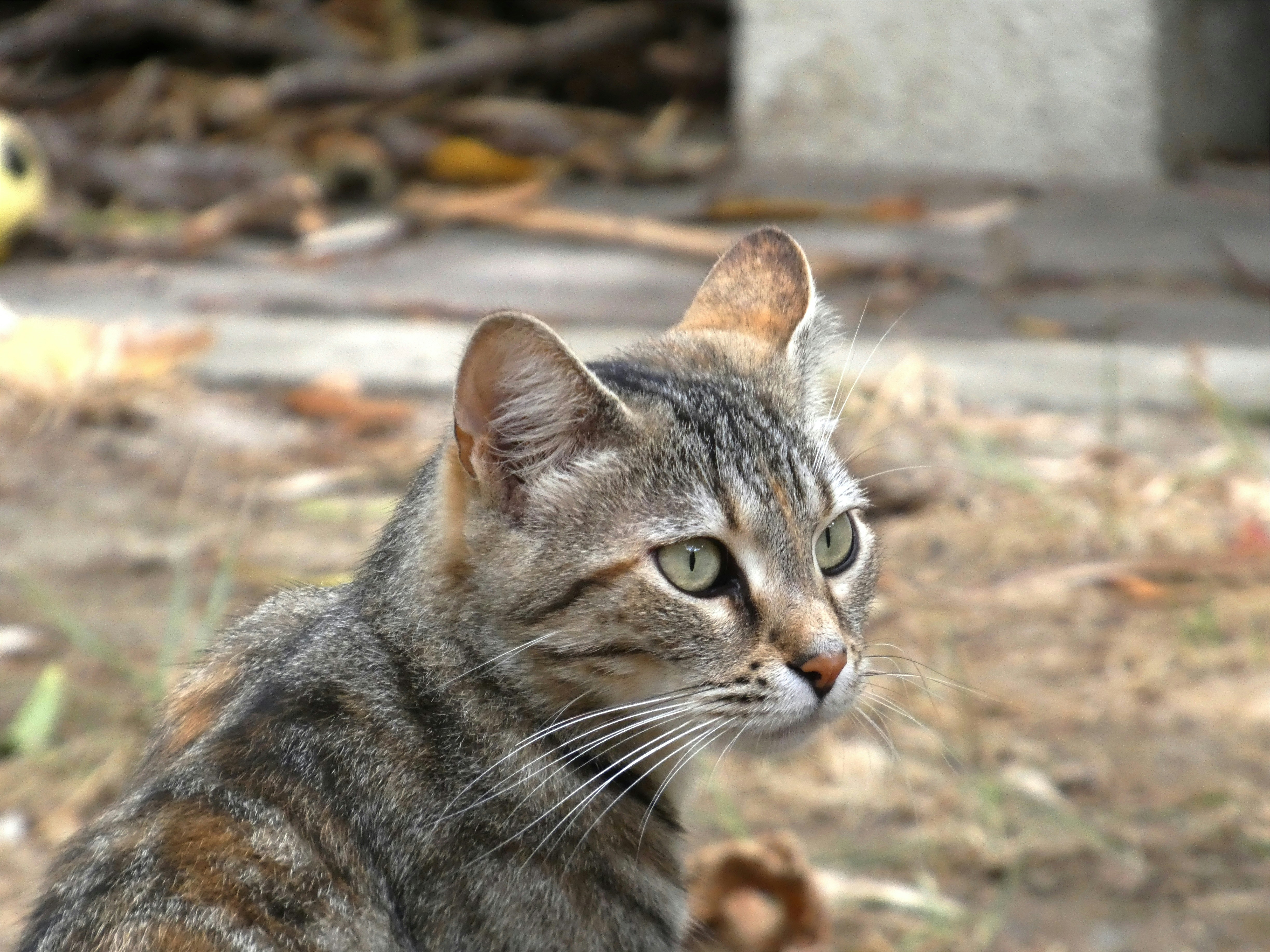 Focused Gaze: A Tabby Cat Pauses Amid Ground Debris