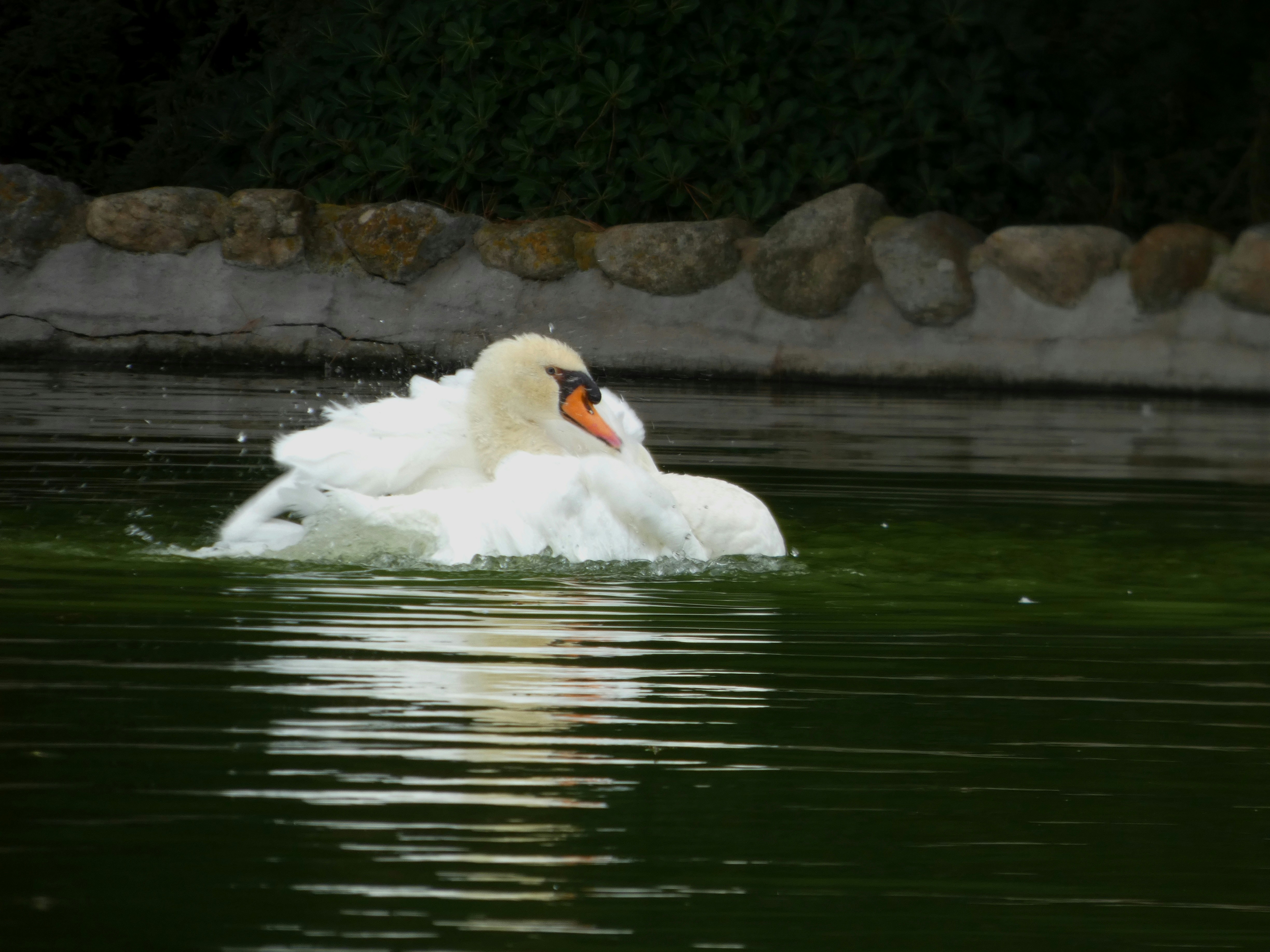 Mute Grace on Emerald Surface: A White Swan at Rest