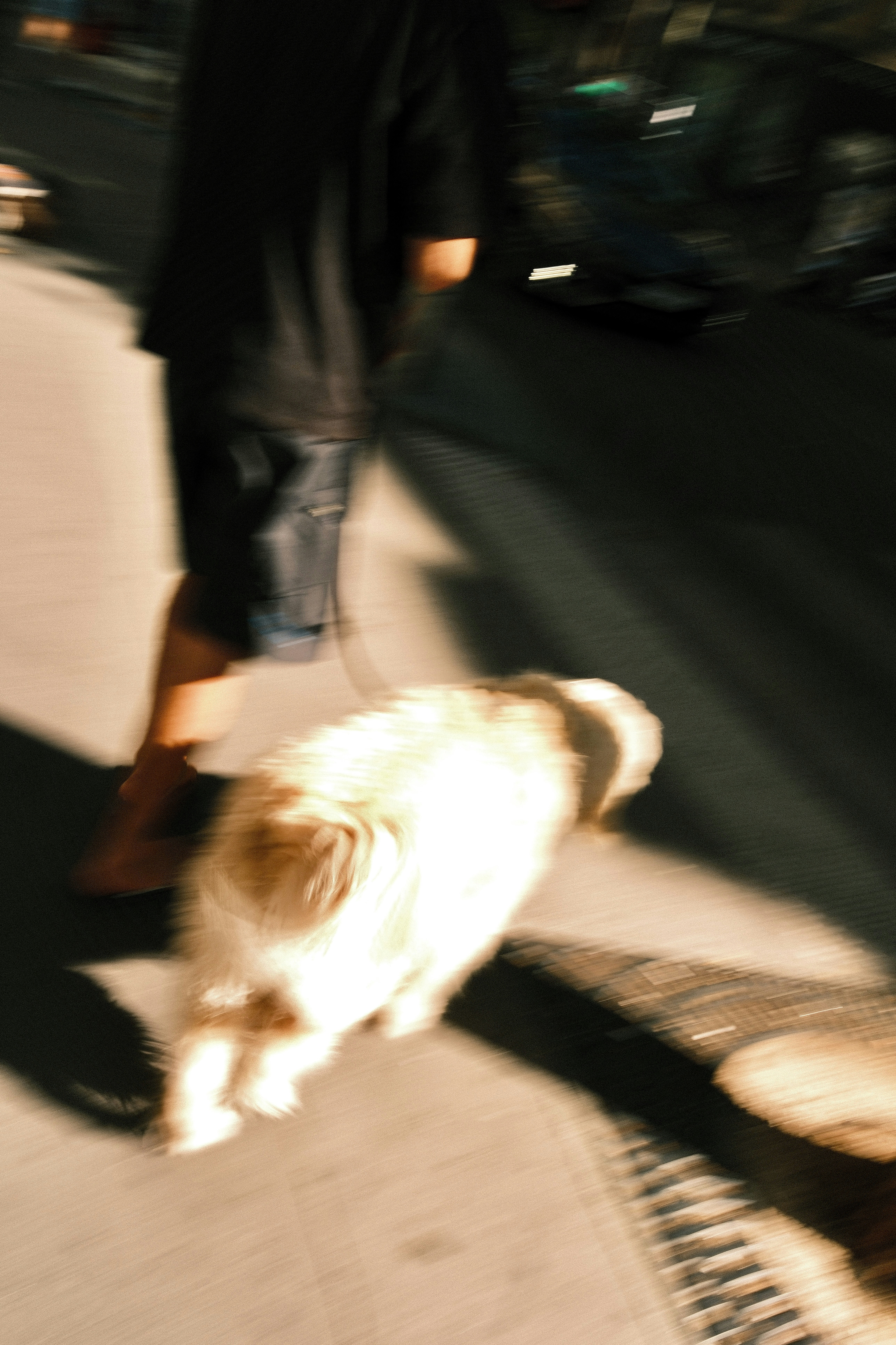 Sunlit Shag: A Blurred Walk with a Fluffy Companion
