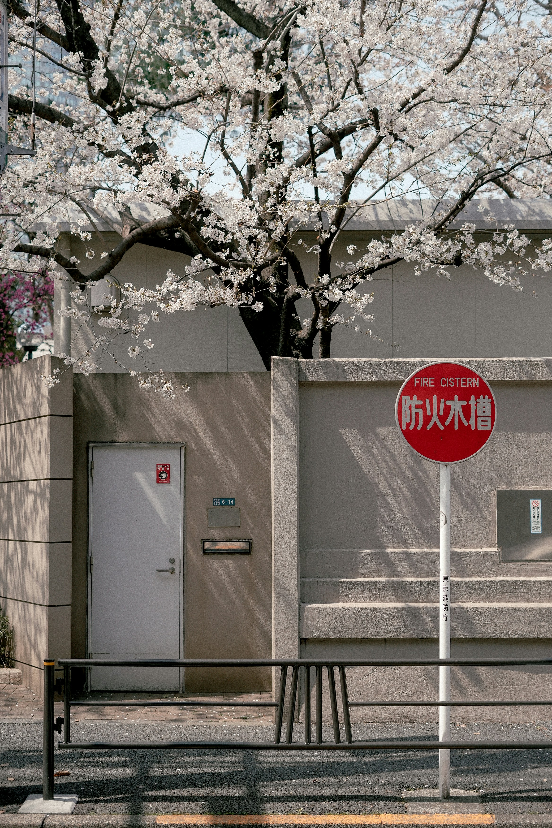 Blossoms Over Concrete: A Quiet Fire Cistern Corner