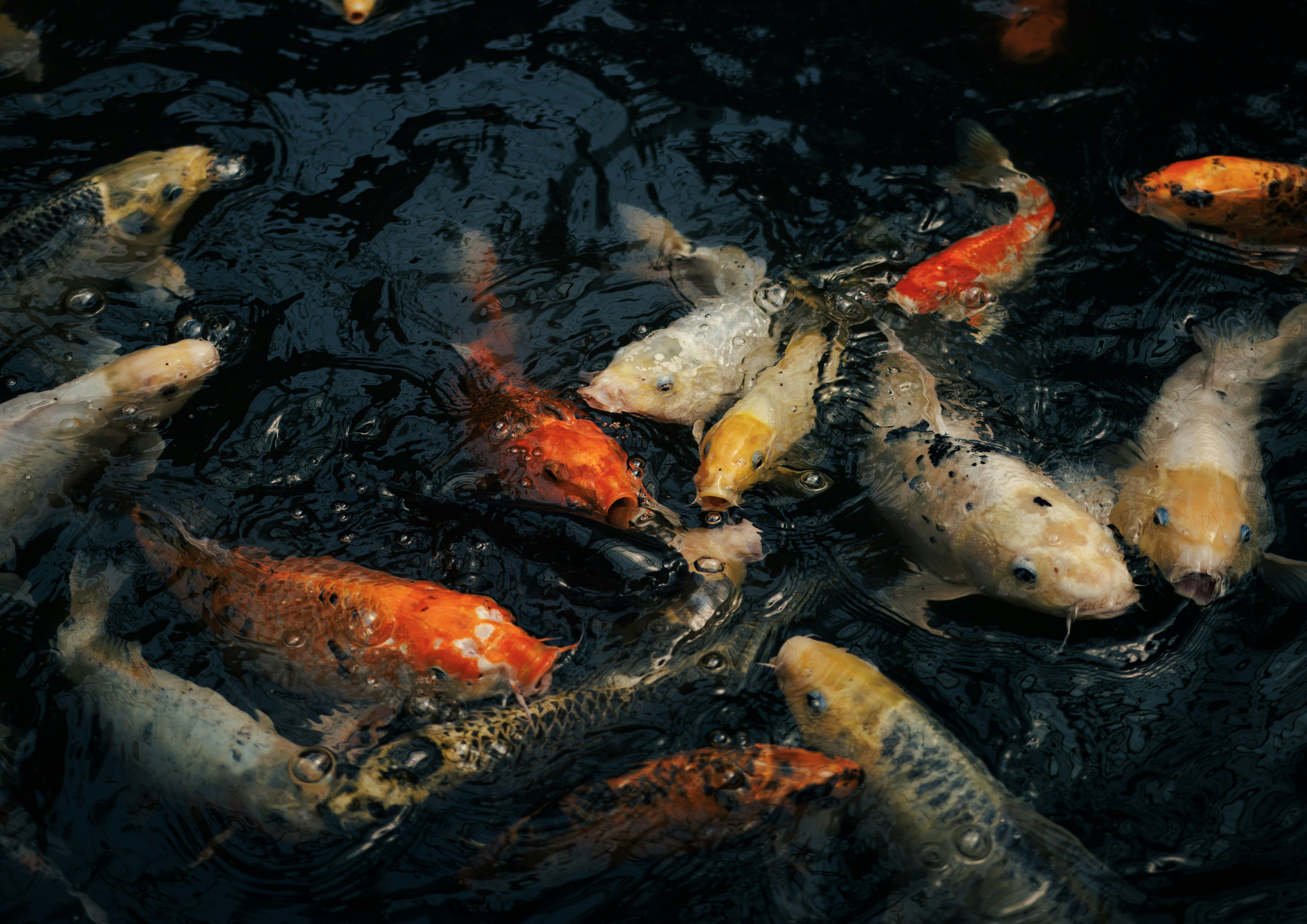 Koi Chorus: A Sharpened Moment Beneath Rippling Blue