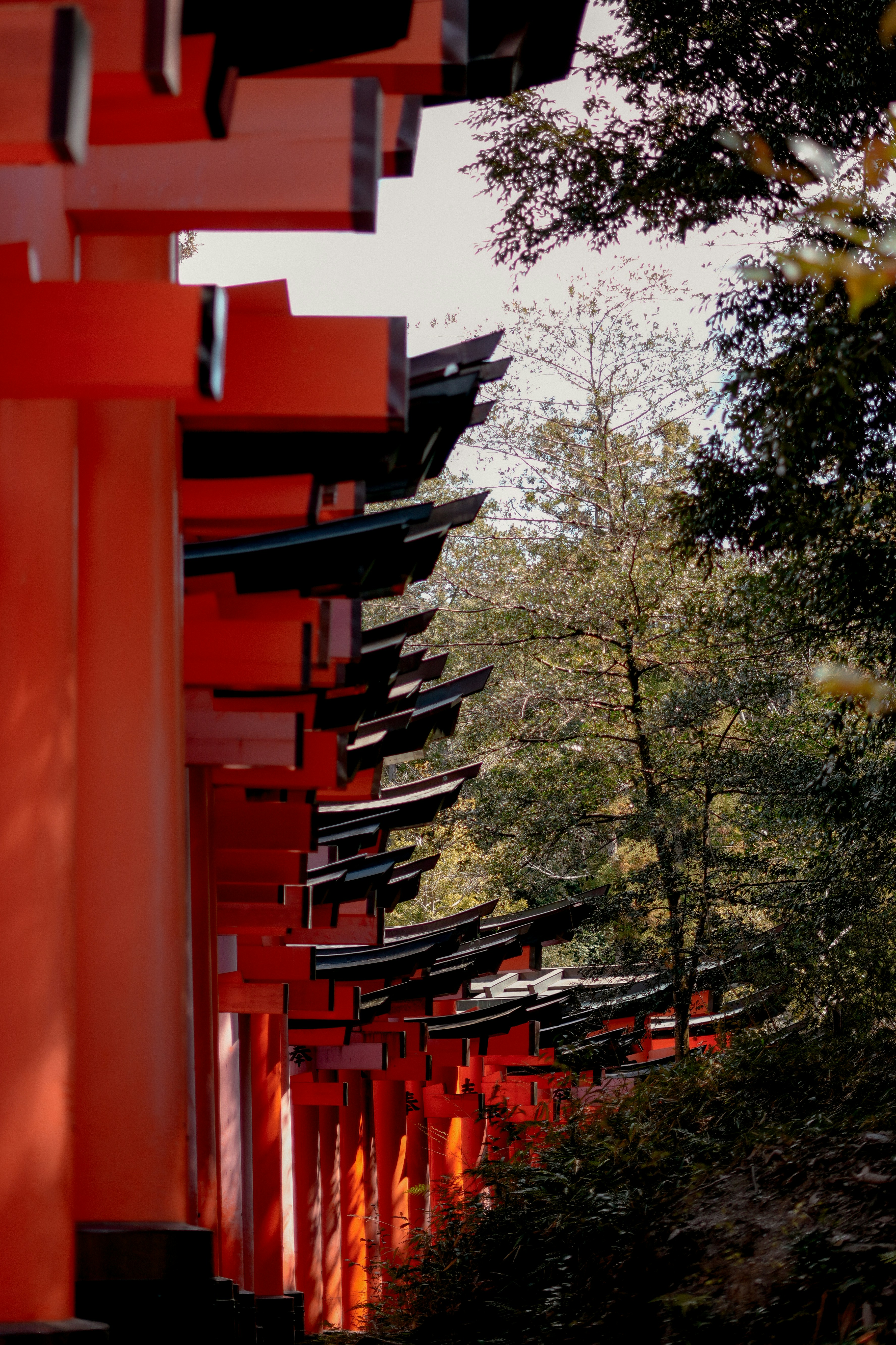 Red Gates in a Quiet Corridor of Shade and Structure