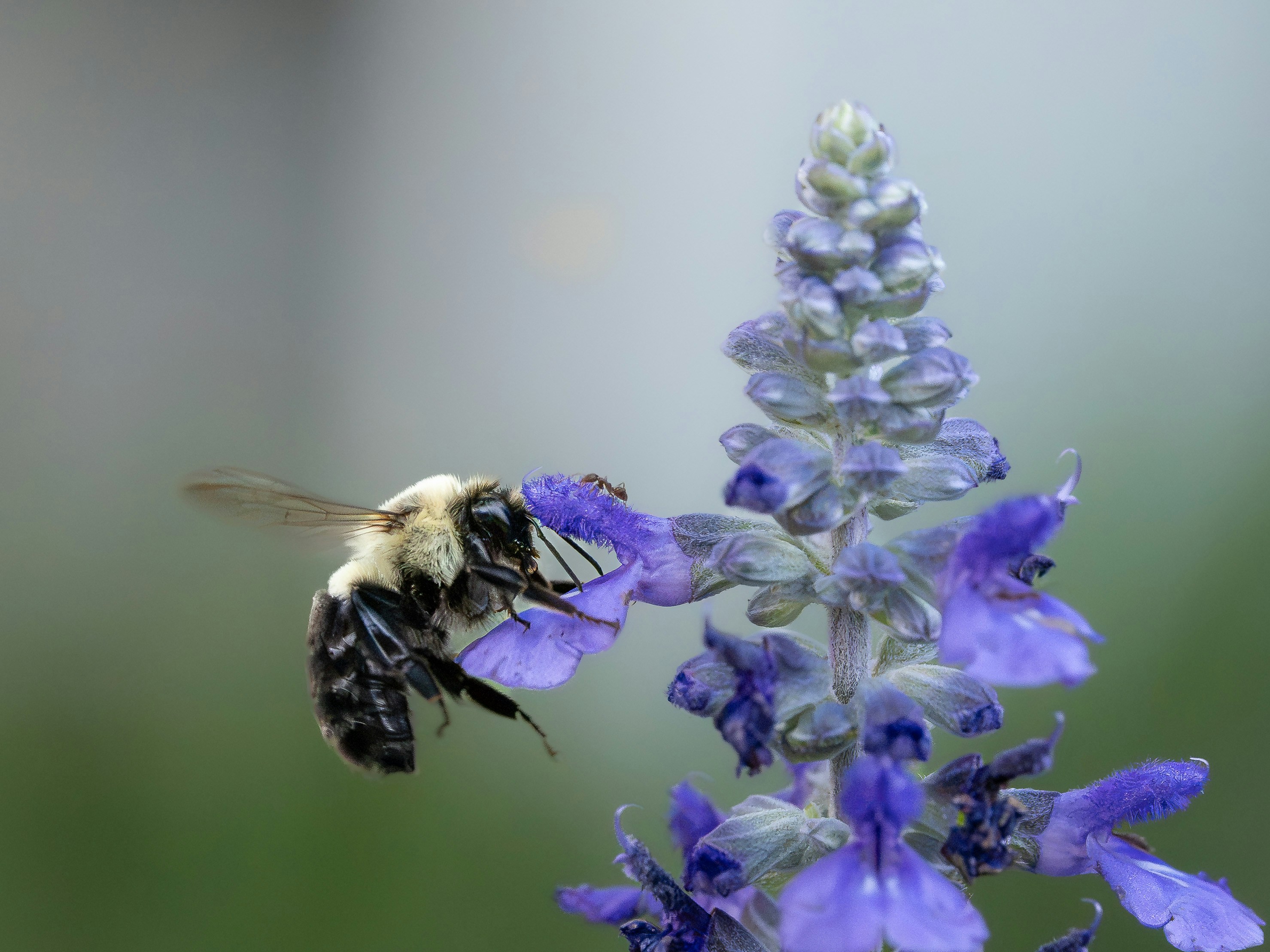 Pollinator's Pause: A Bee Delves into Violet Nectar