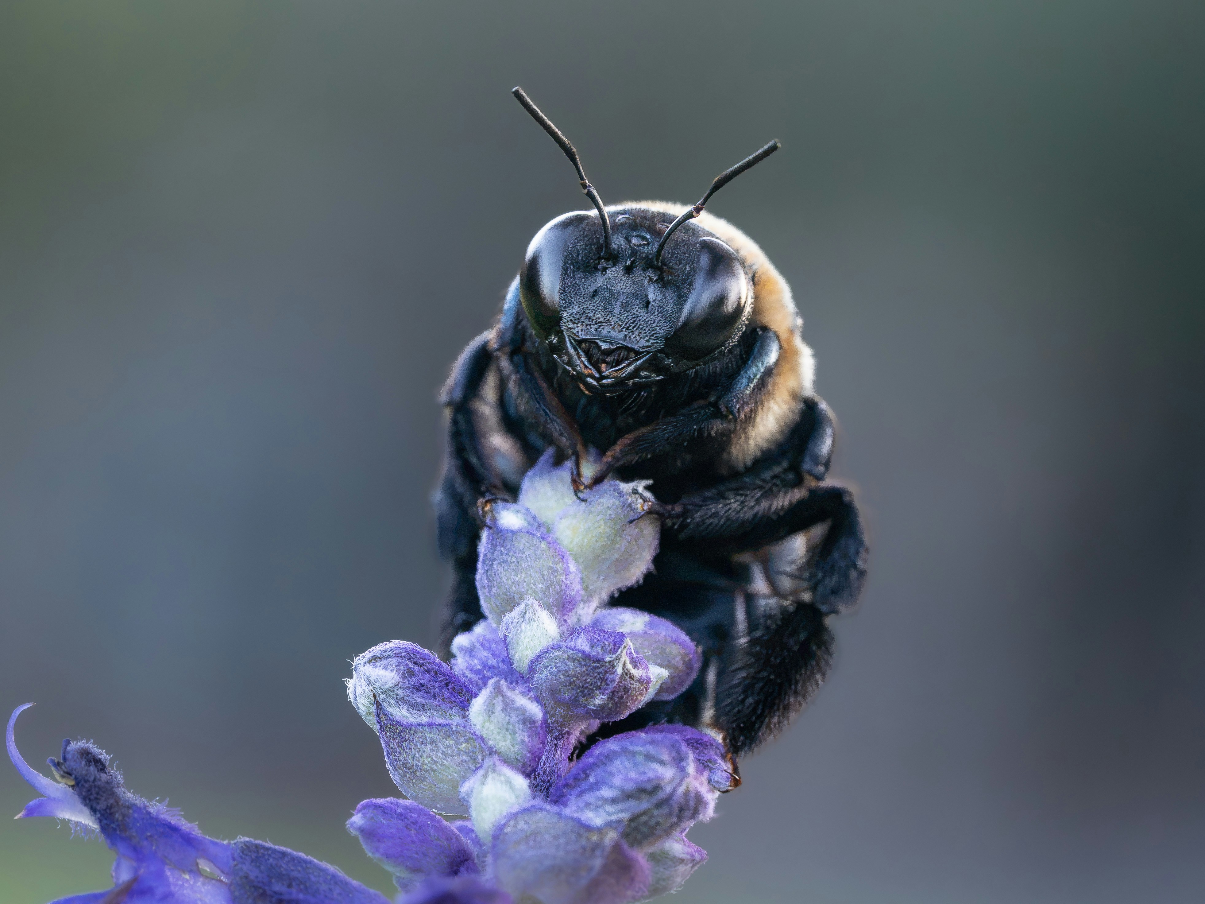 Close-Range Bumble on Violet Spike