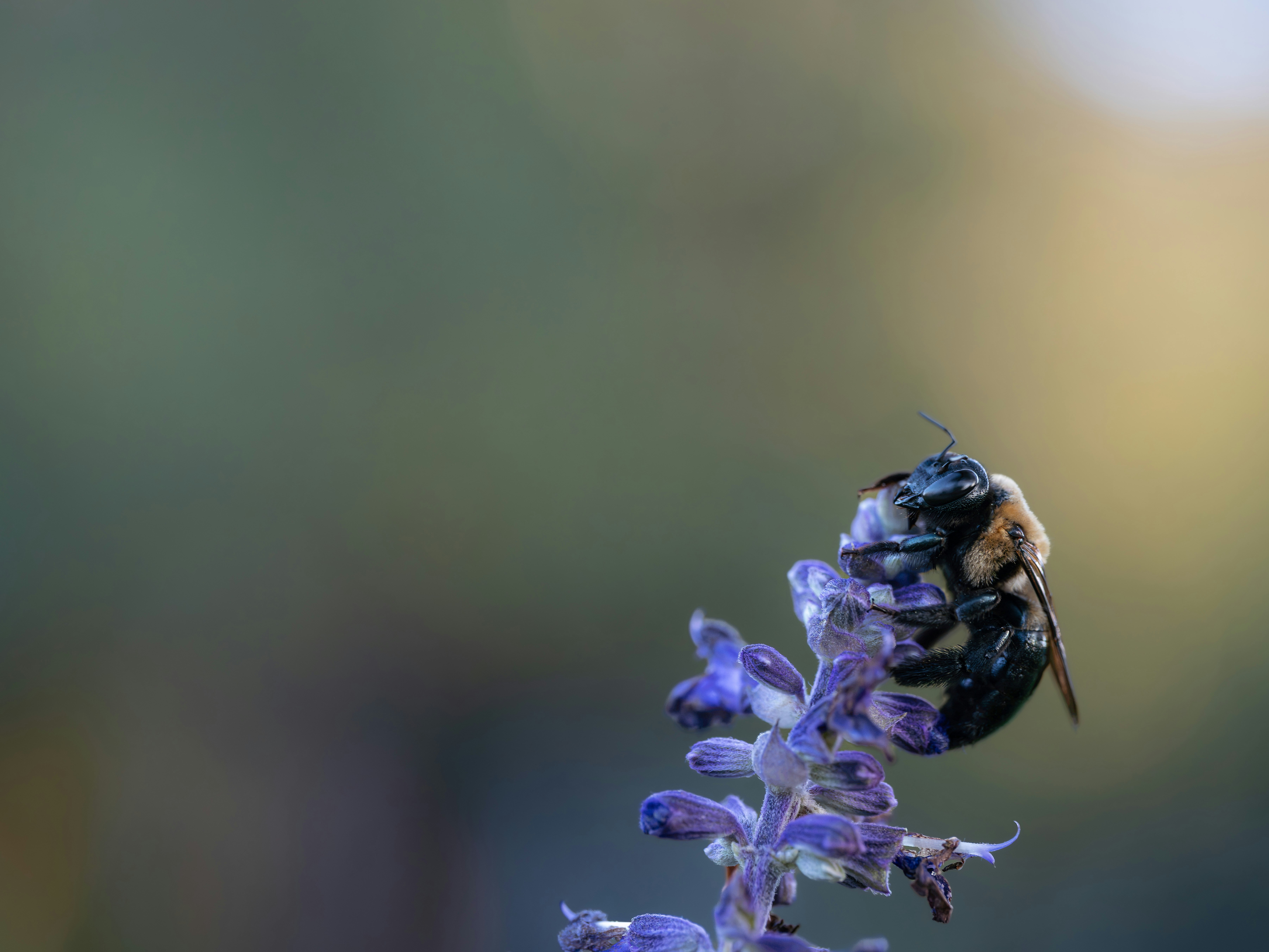 Hovering Pollinator: A Bee Clings to Lavender Crown