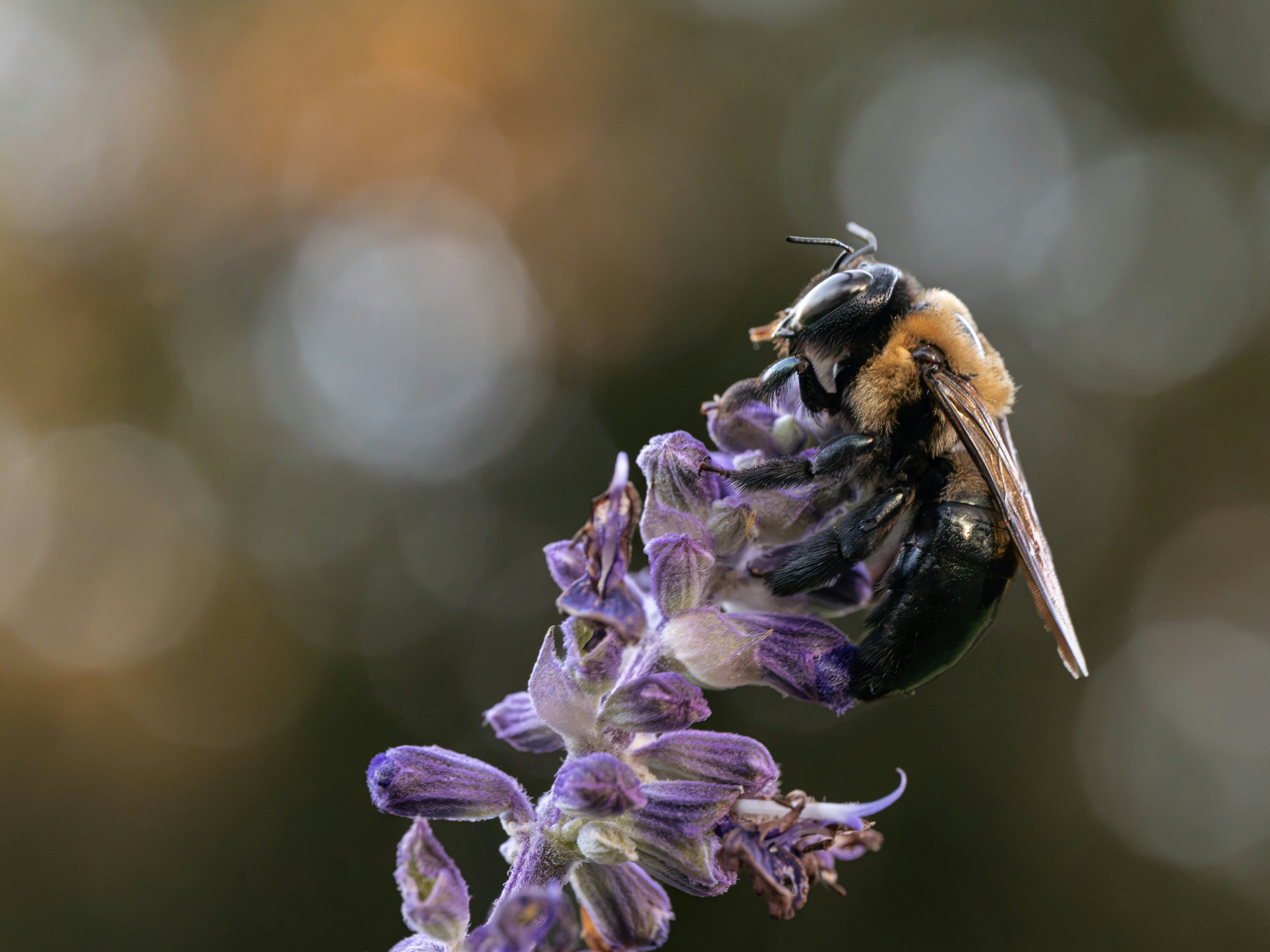 A Bee at the Bloom: Close-up on a Bumble on Lavender