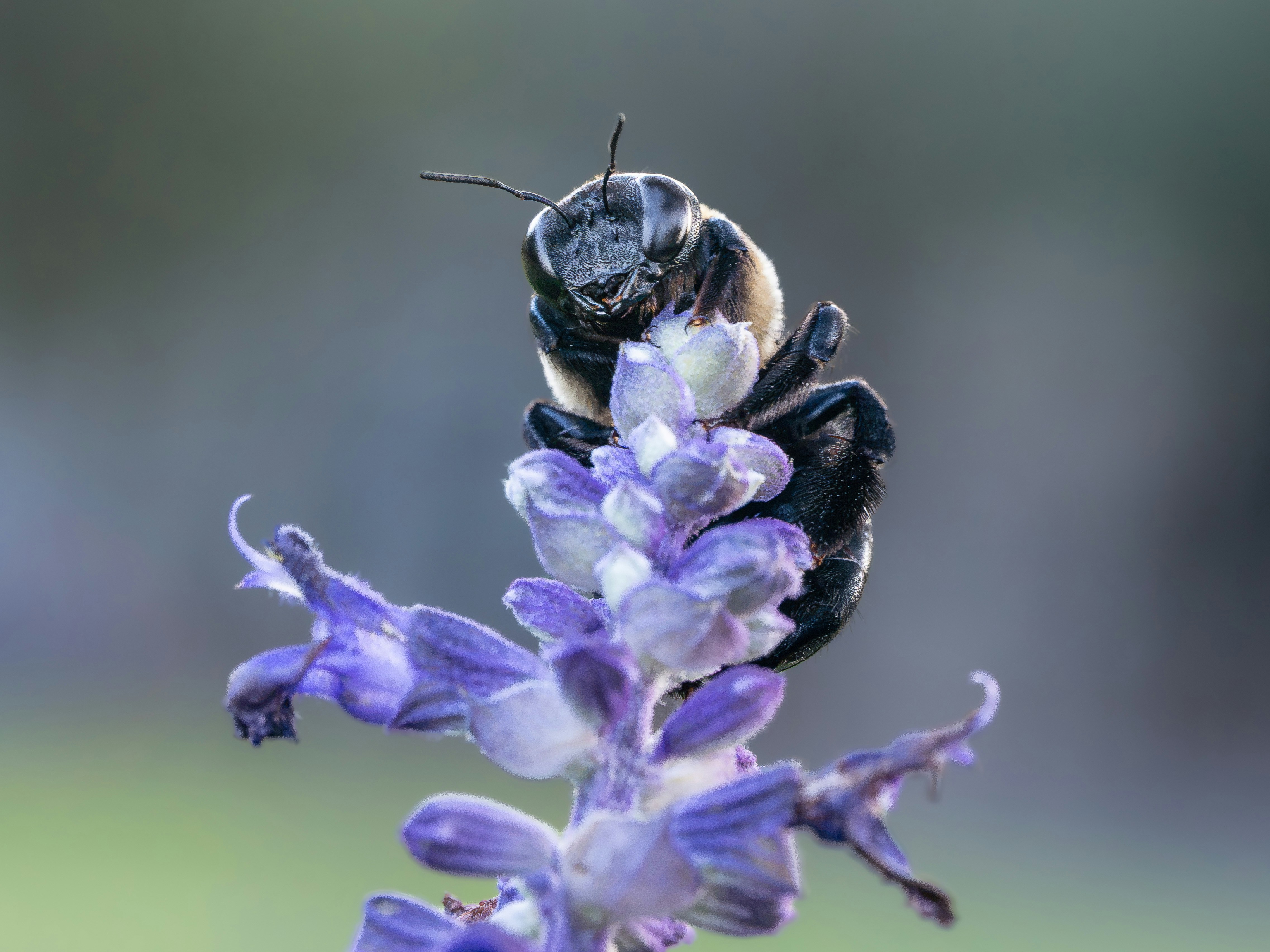 Bee on Lavender Spike: A Tiny Hunter Amid Purple Bloom