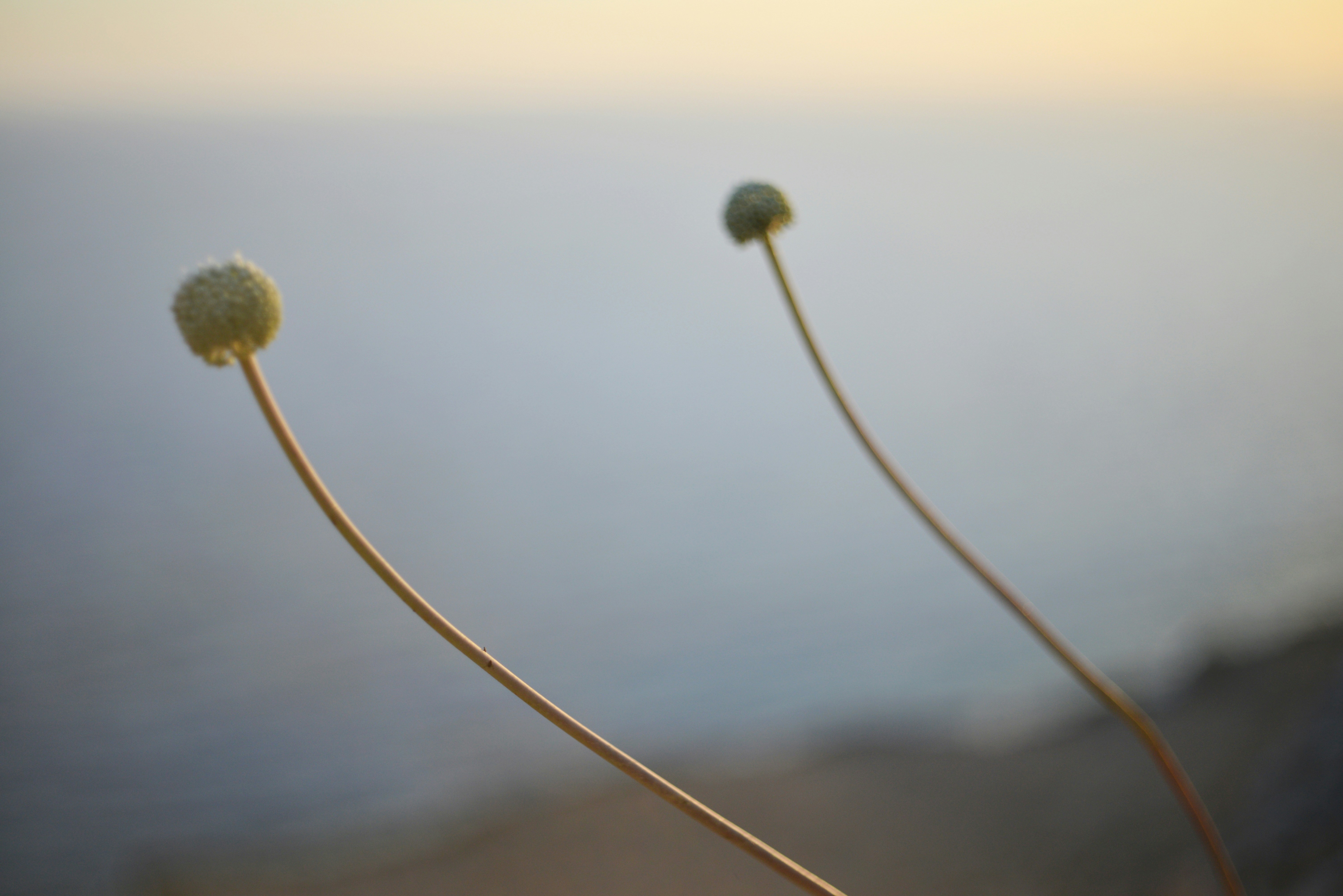 Delicate Umbrellas of Dusk: Coastal Stems