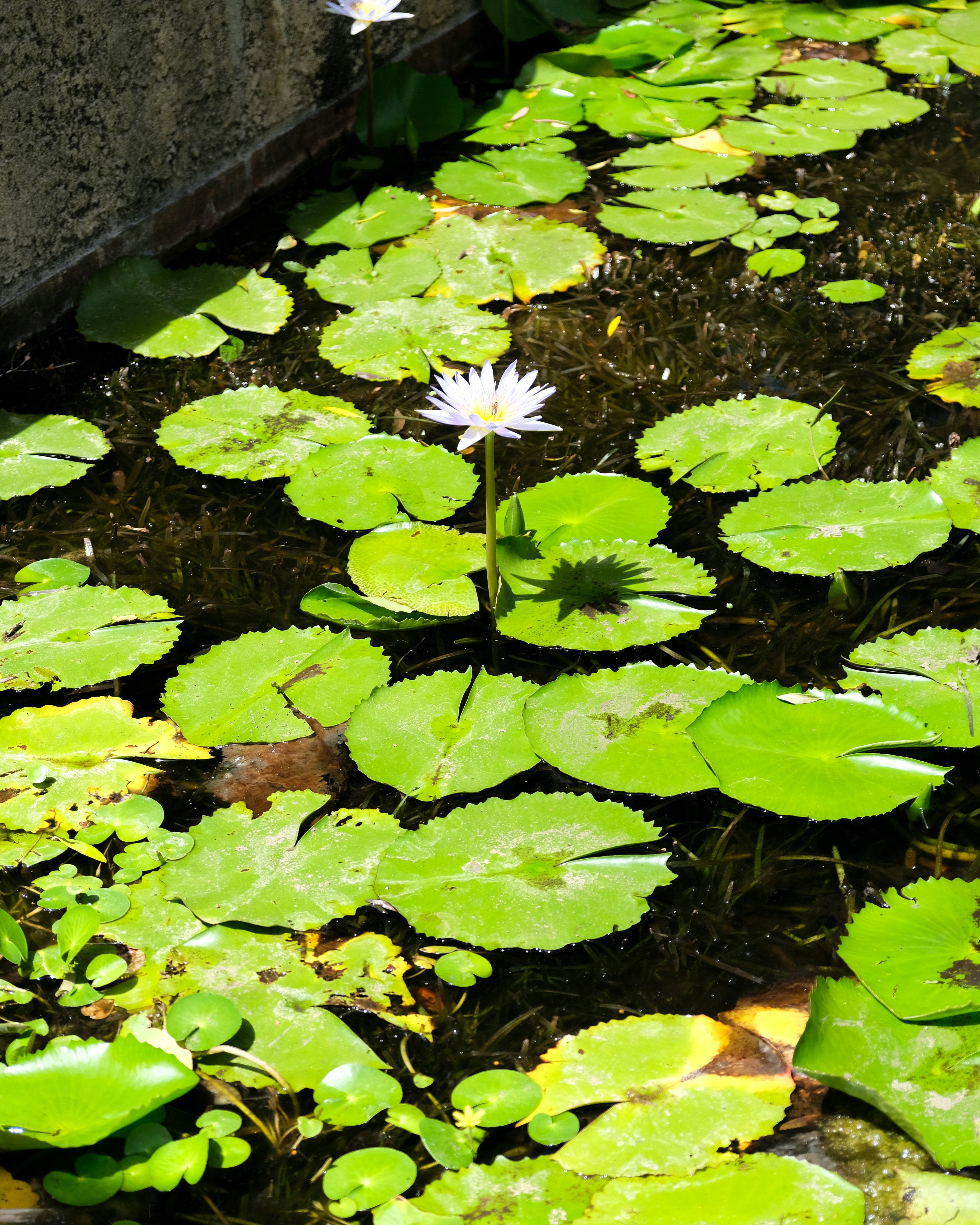 Floating Lily Spotlight: A Single Bloom among Emerald Pads