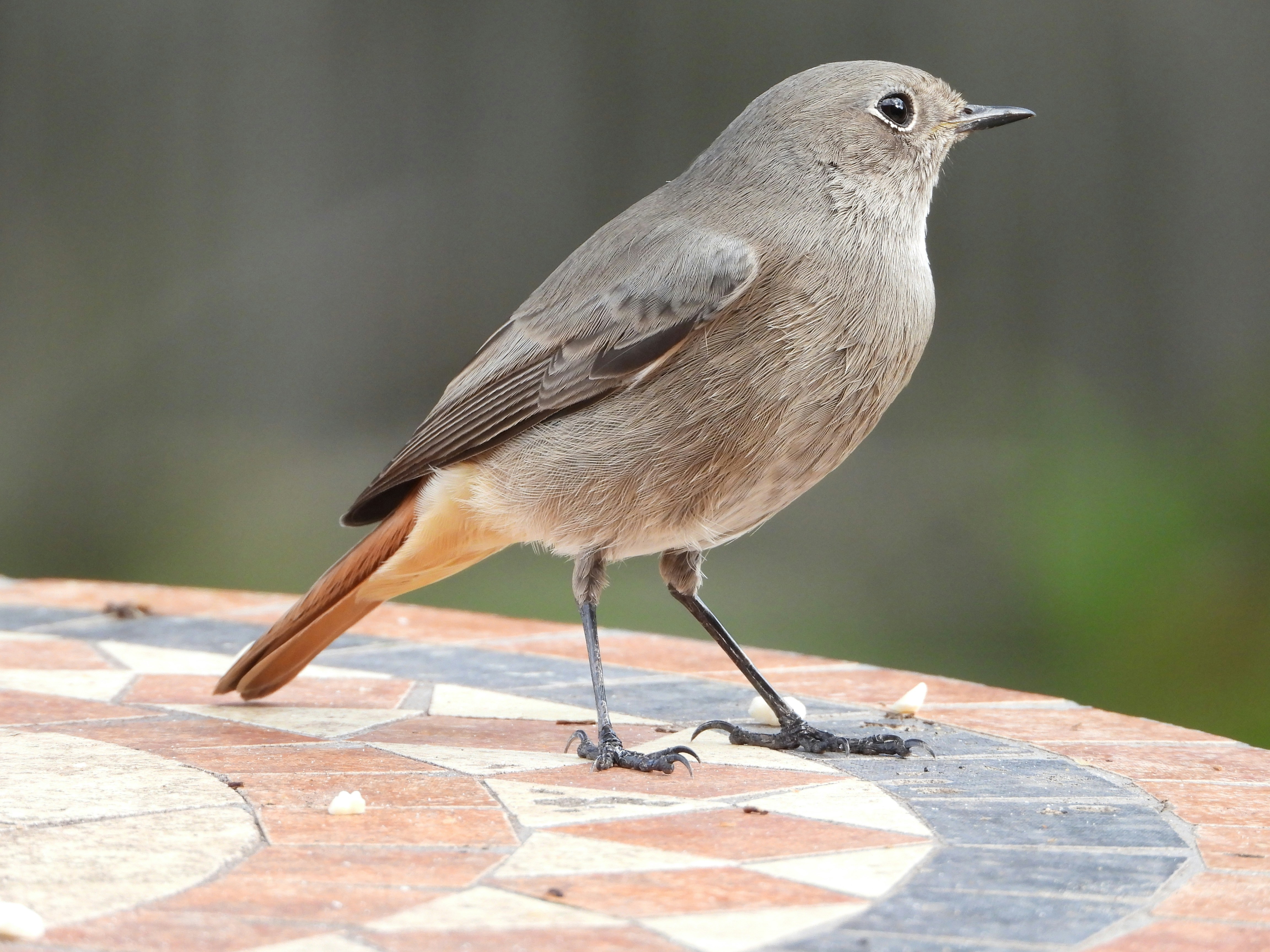 Sentry on the Mosaic: A Dusk-Toned Warbler Perched on a Geometric Table
