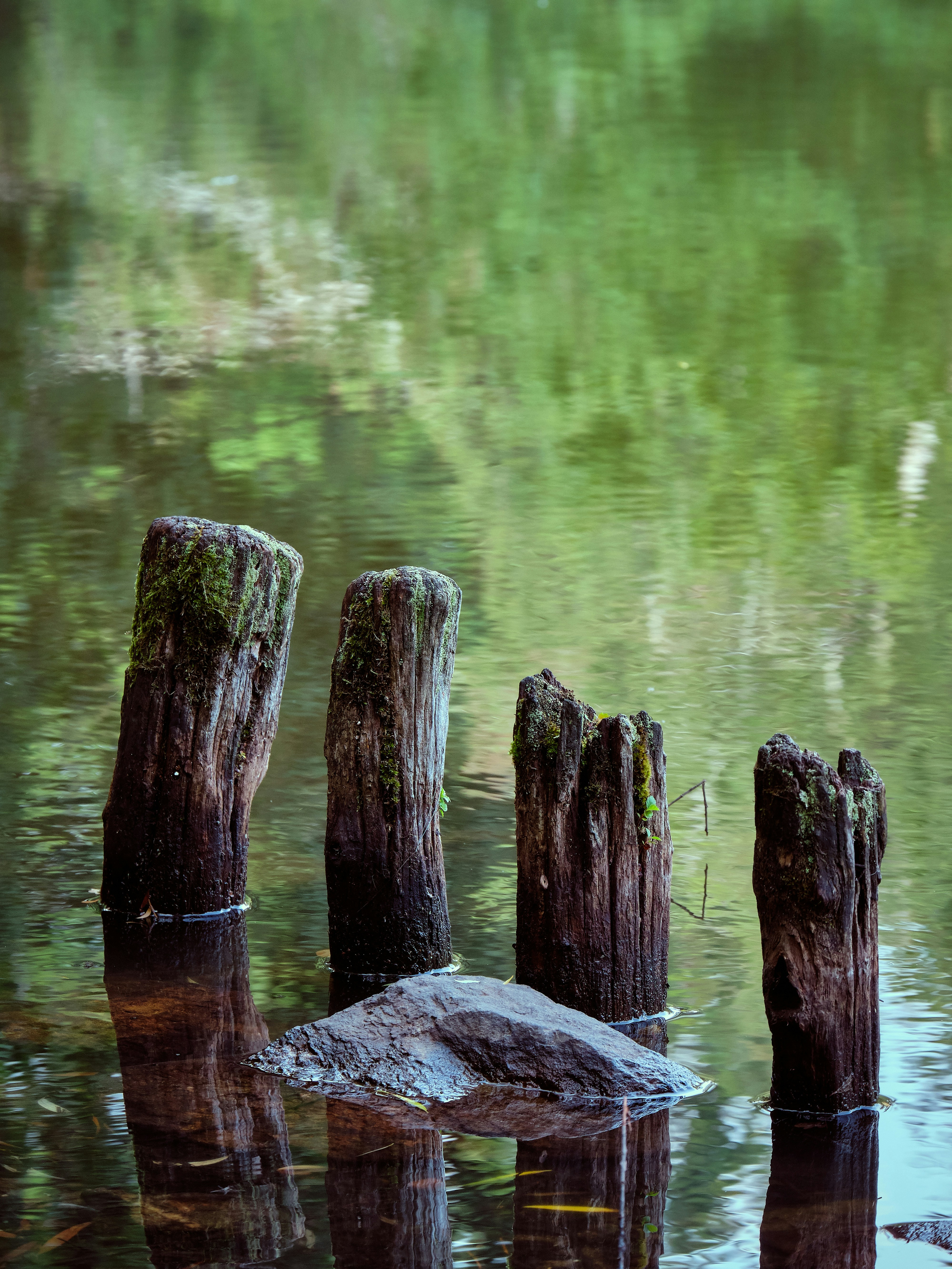 Weathered stumps in still pond reveal mossy detritus and a rocky perch