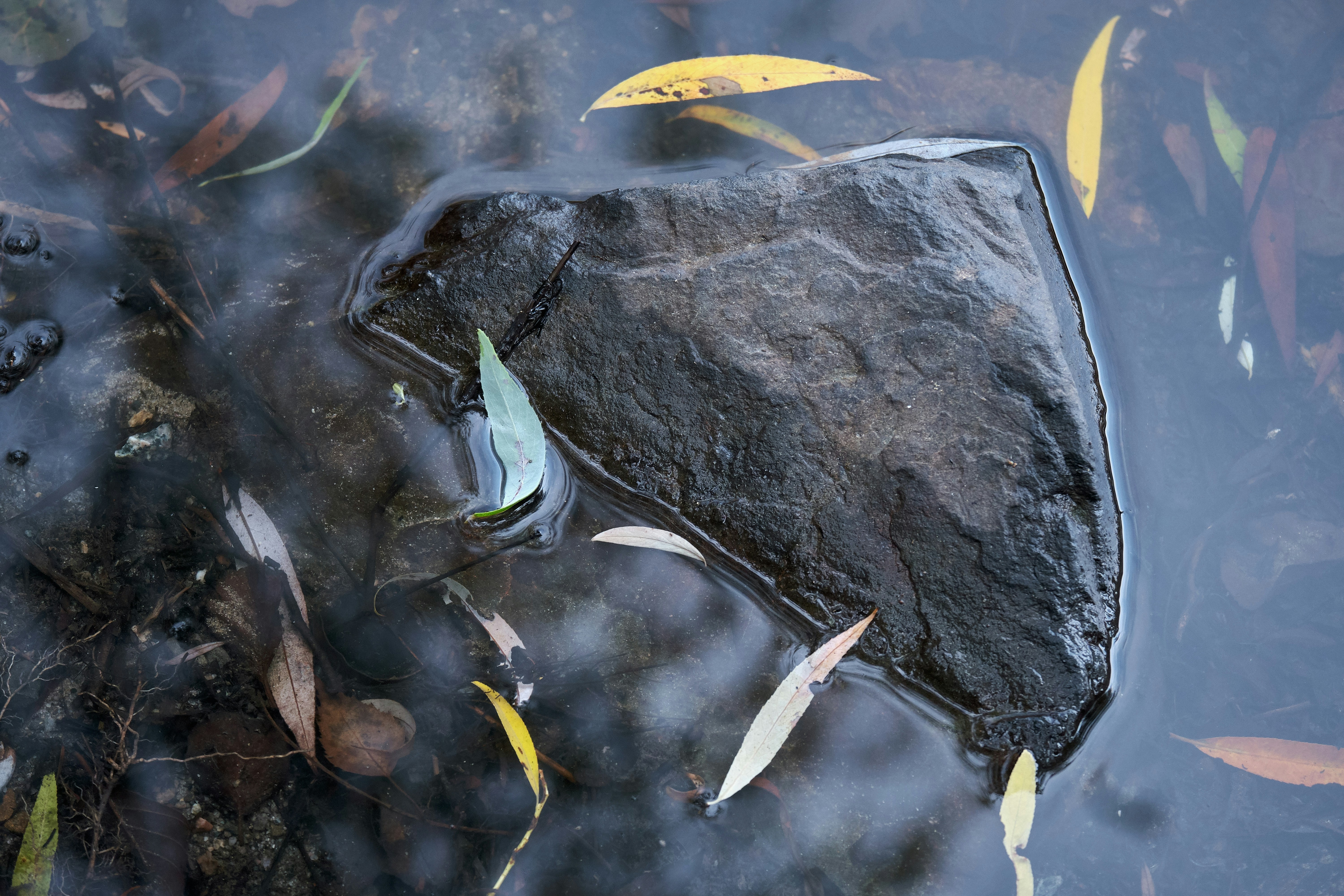 Dark rock surrounded by shallow water and scattered autumn leaves, partially submerged with subtle reflections on a quiet surface.