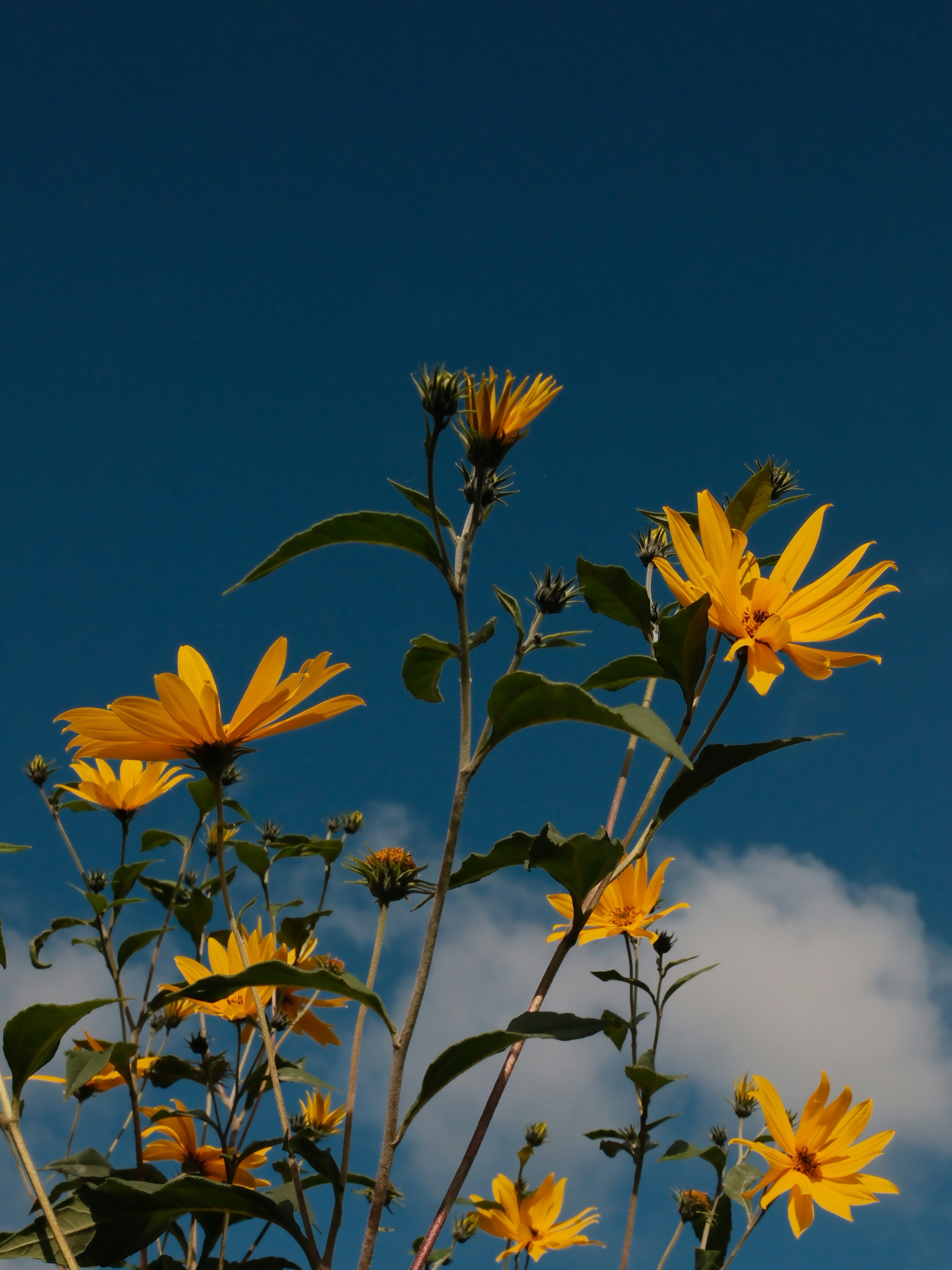 Sunlit Yellow Blooms Against a Velvet Sky