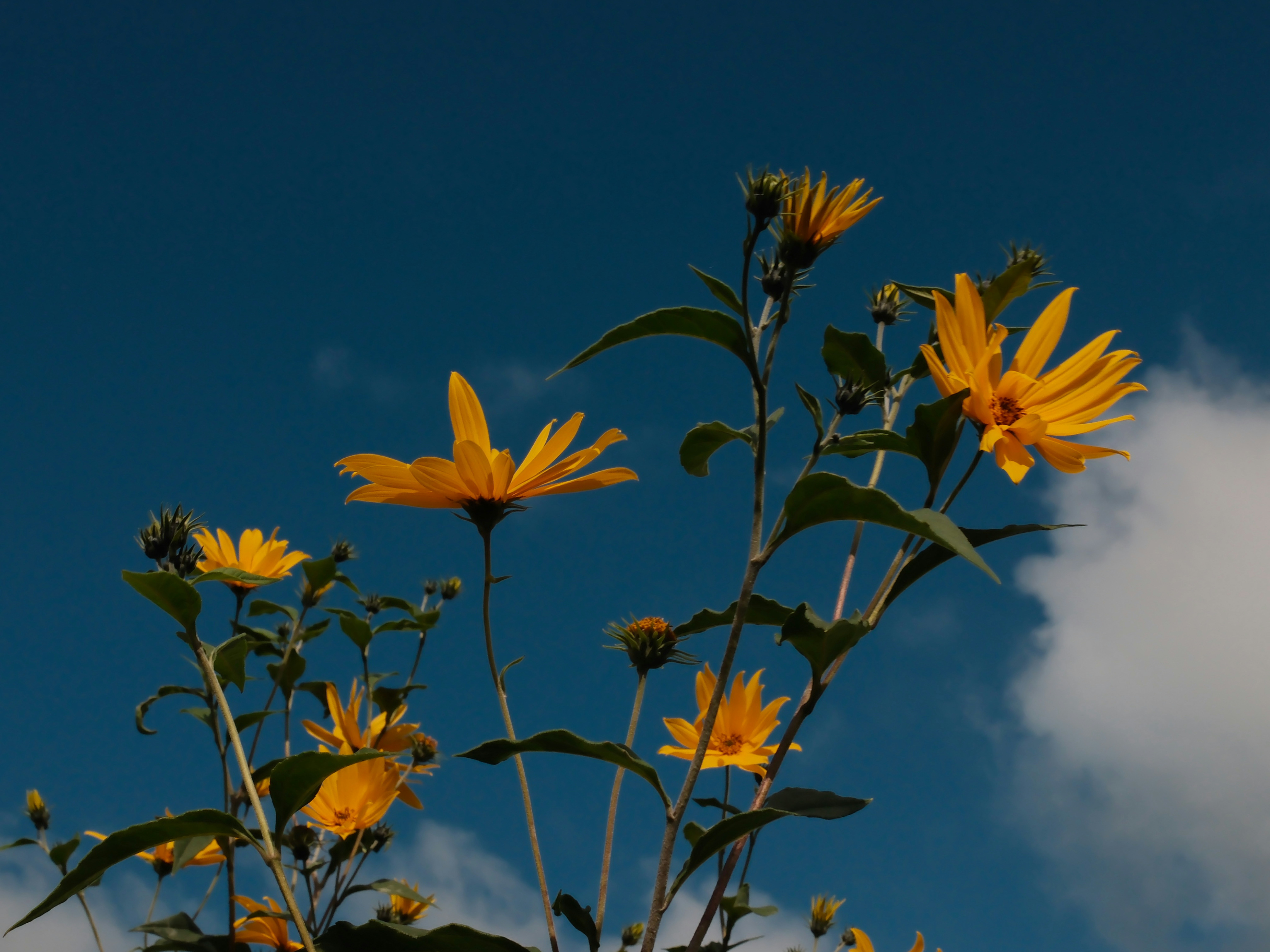 Sun-kissed Golden Blooms Reaching Toward a Clear Sky