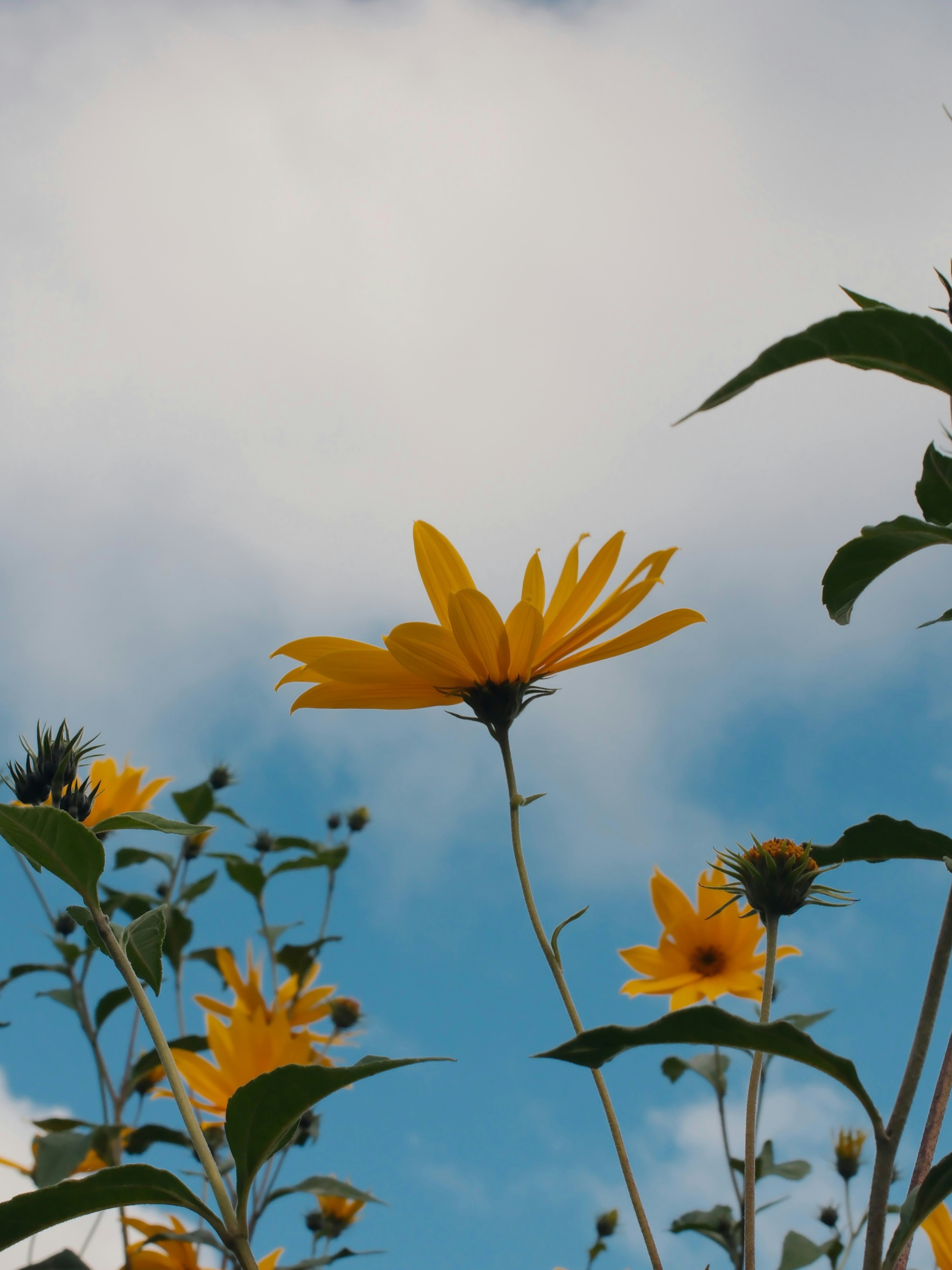 Golden Blossom Reaching for Sky