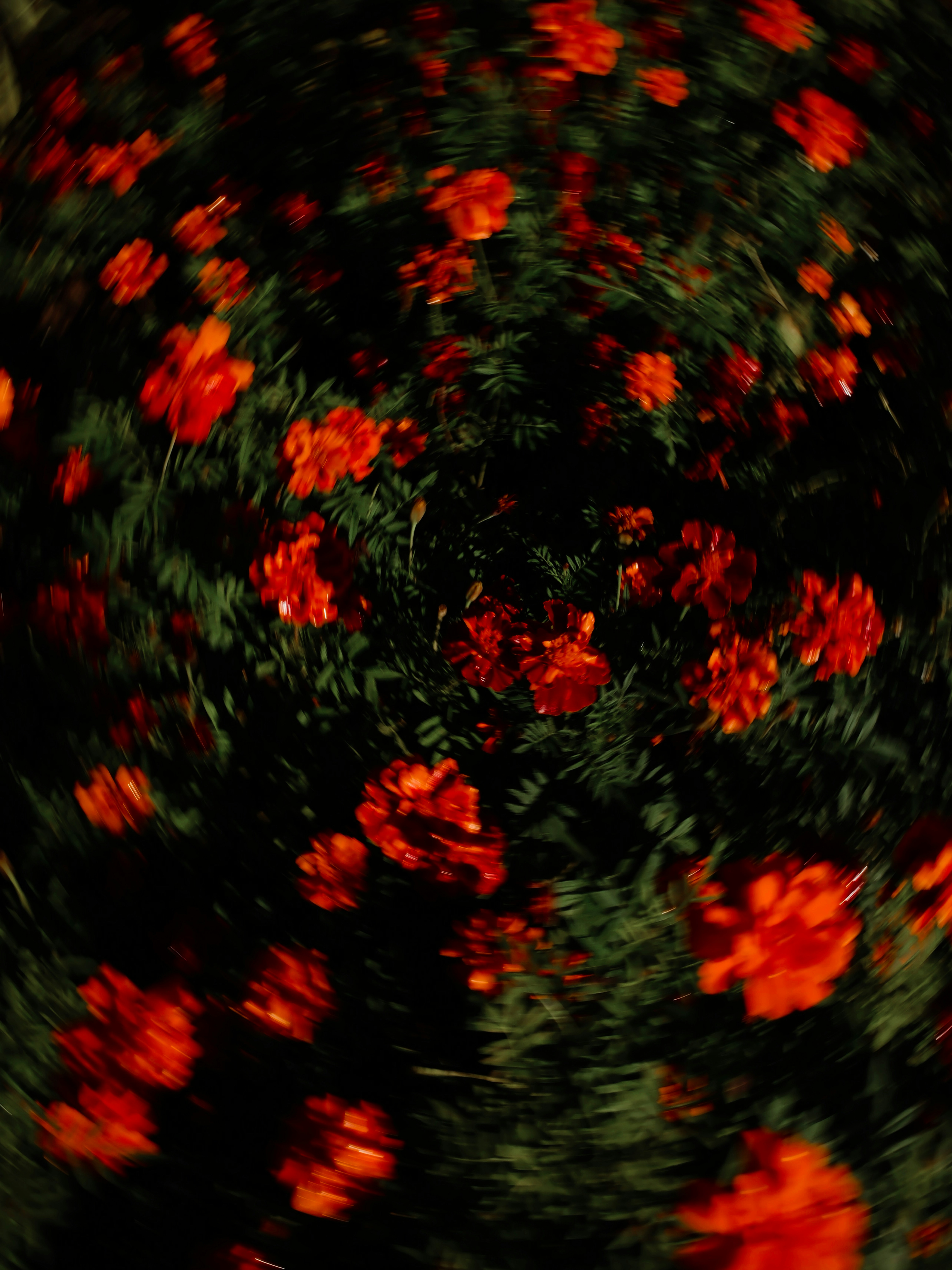Blossoms in a Spin: A Fiery Flock of Orange Blooms