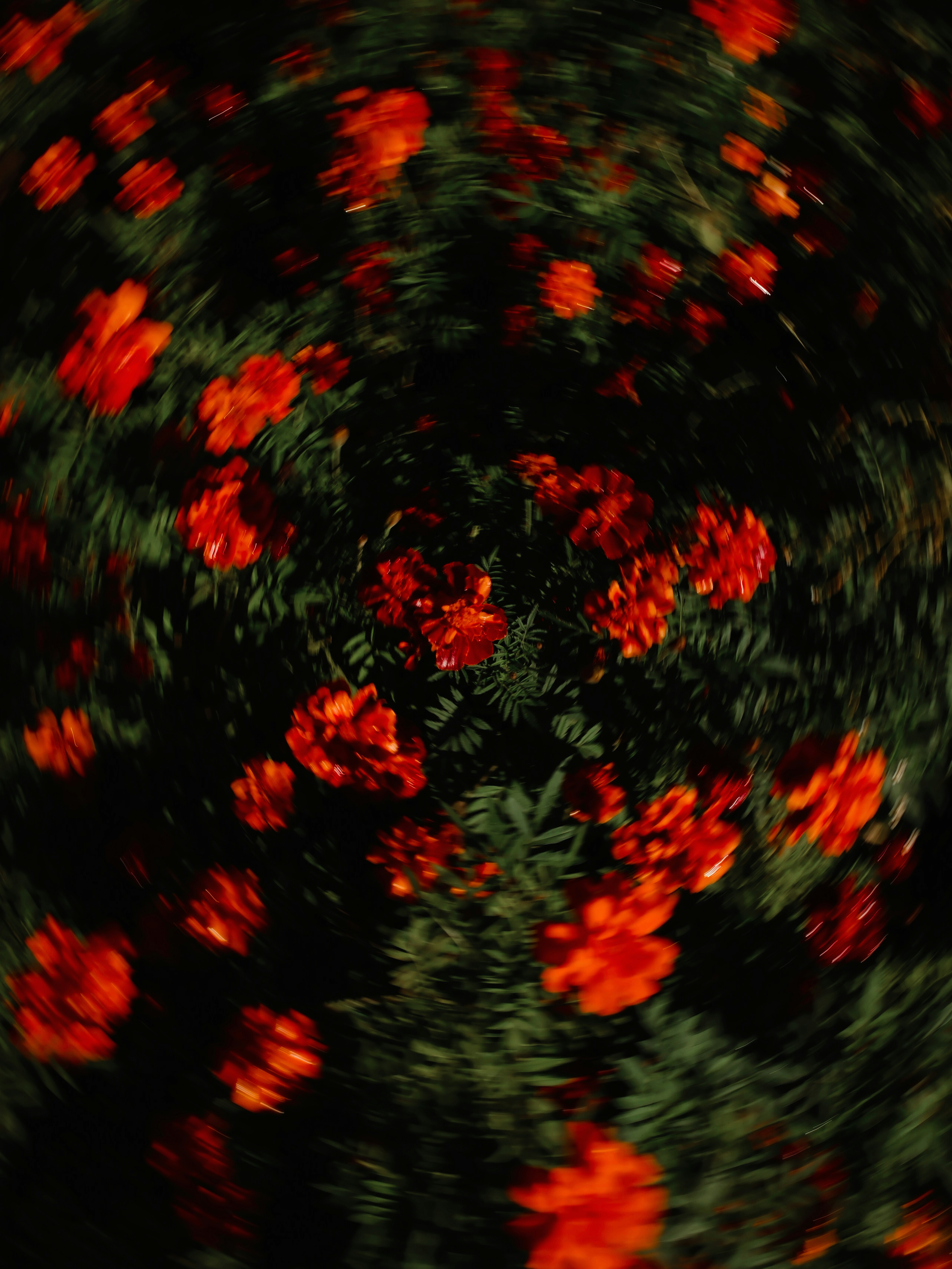 Spiral Bloom: A Vignette of Fiery Petals