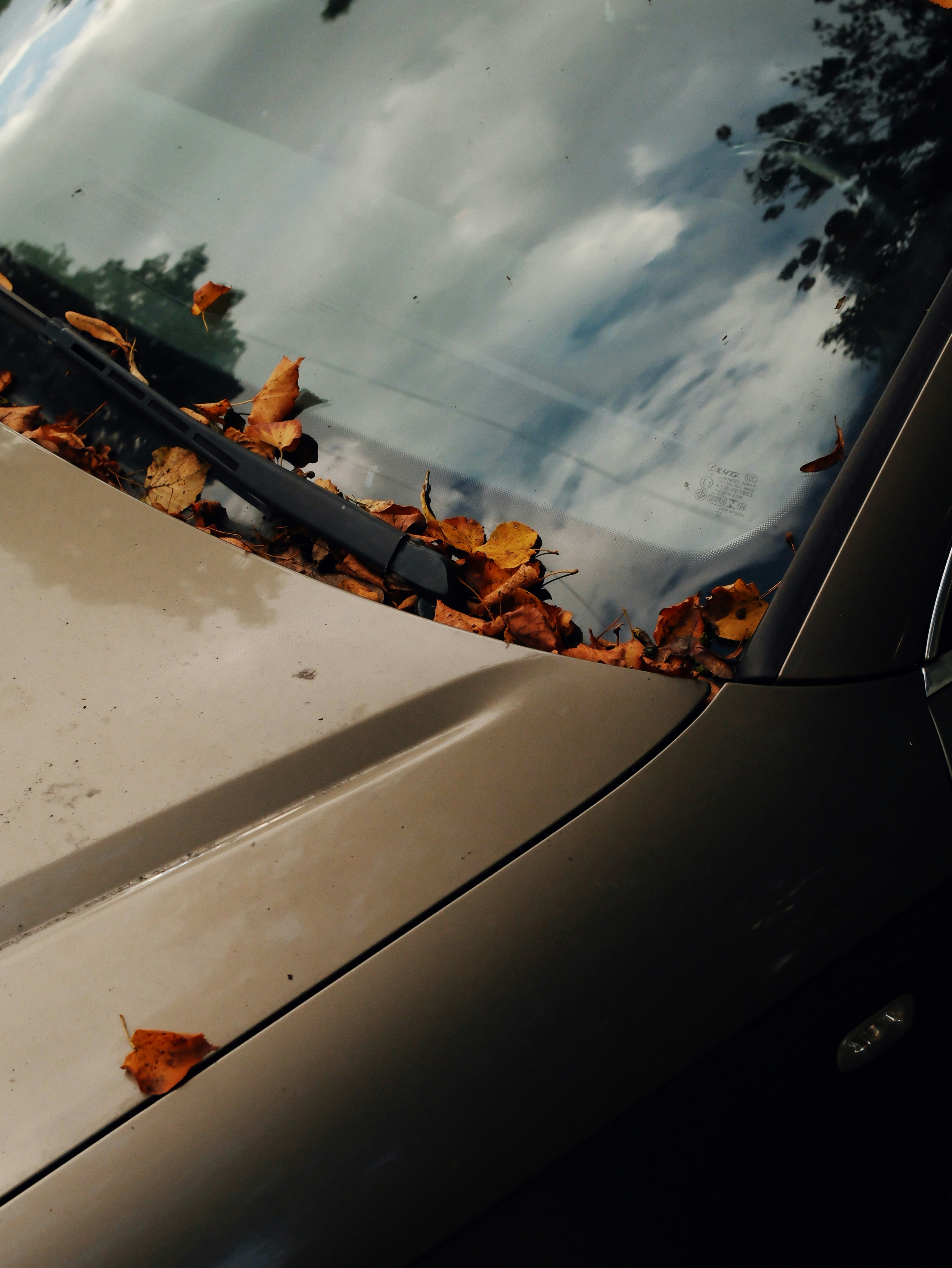 Autumn Confetti on a Calm Hood