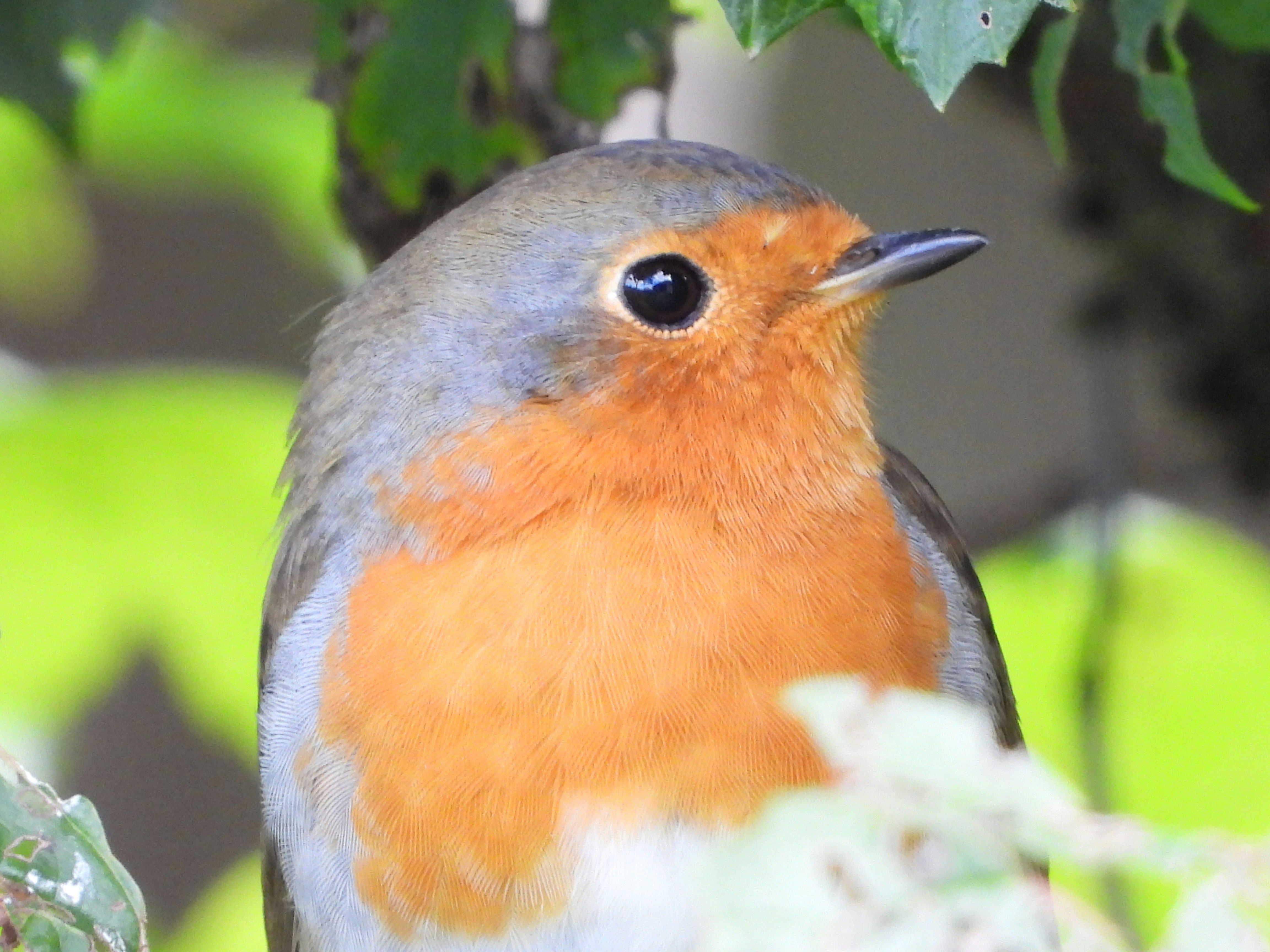 Red-breasted robin poised among green leaves
