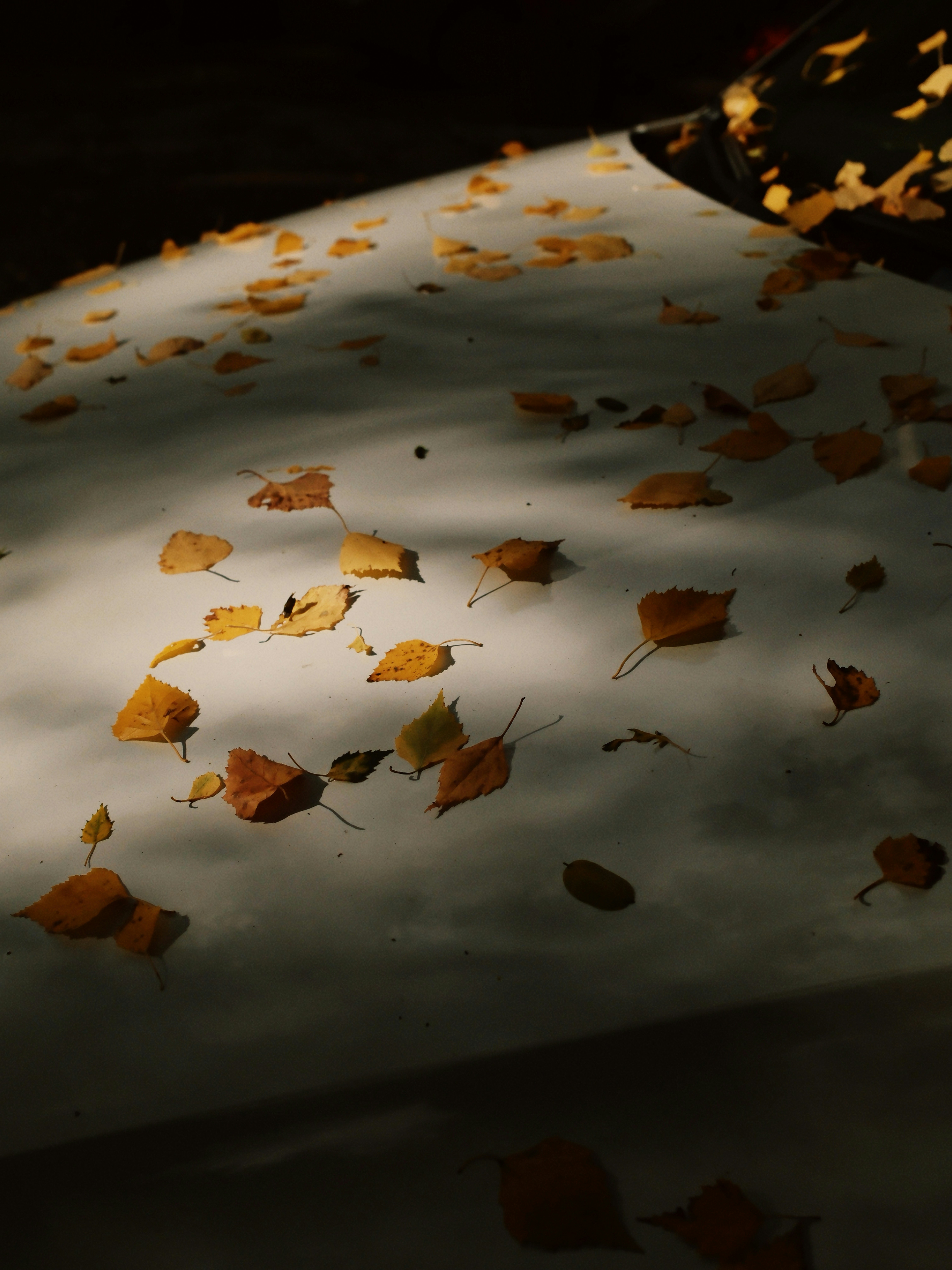 Autumn Confetti on a Quiet Pavement