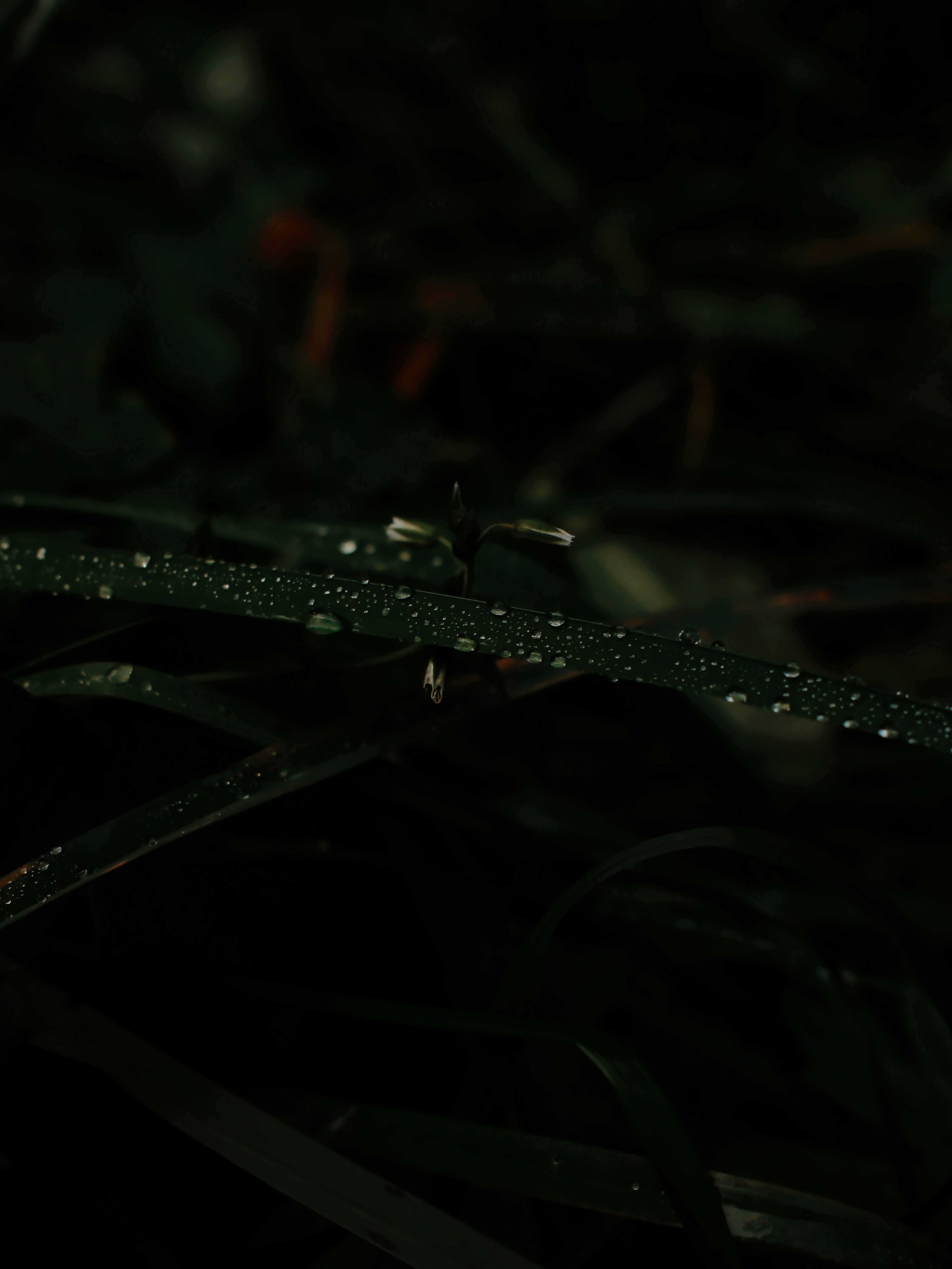 Tiny water droplets resting on long green blades of grass in low light, creating a dark and atmospheric natural texture