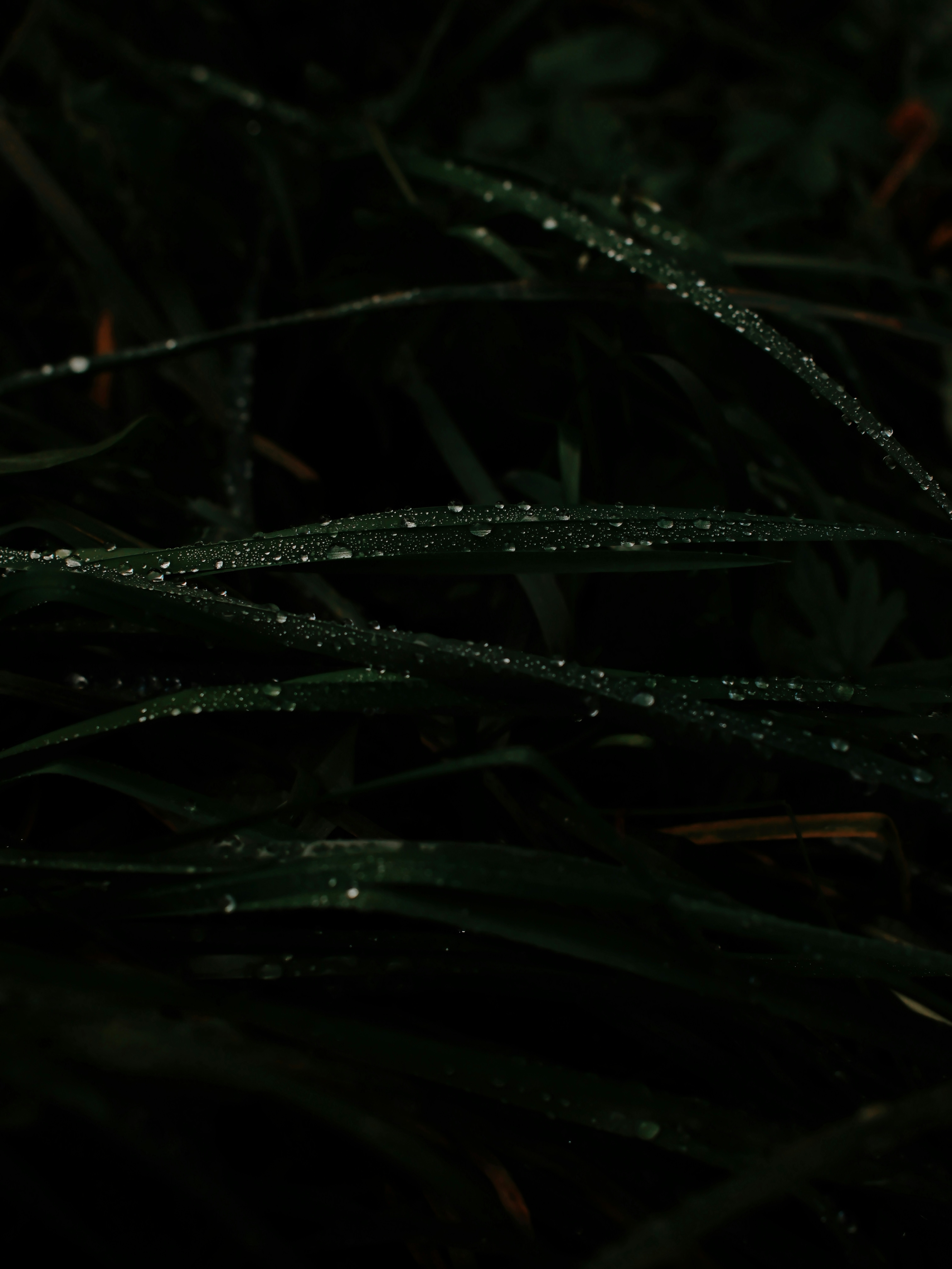 Dew-kissed Grass in Nightshade
