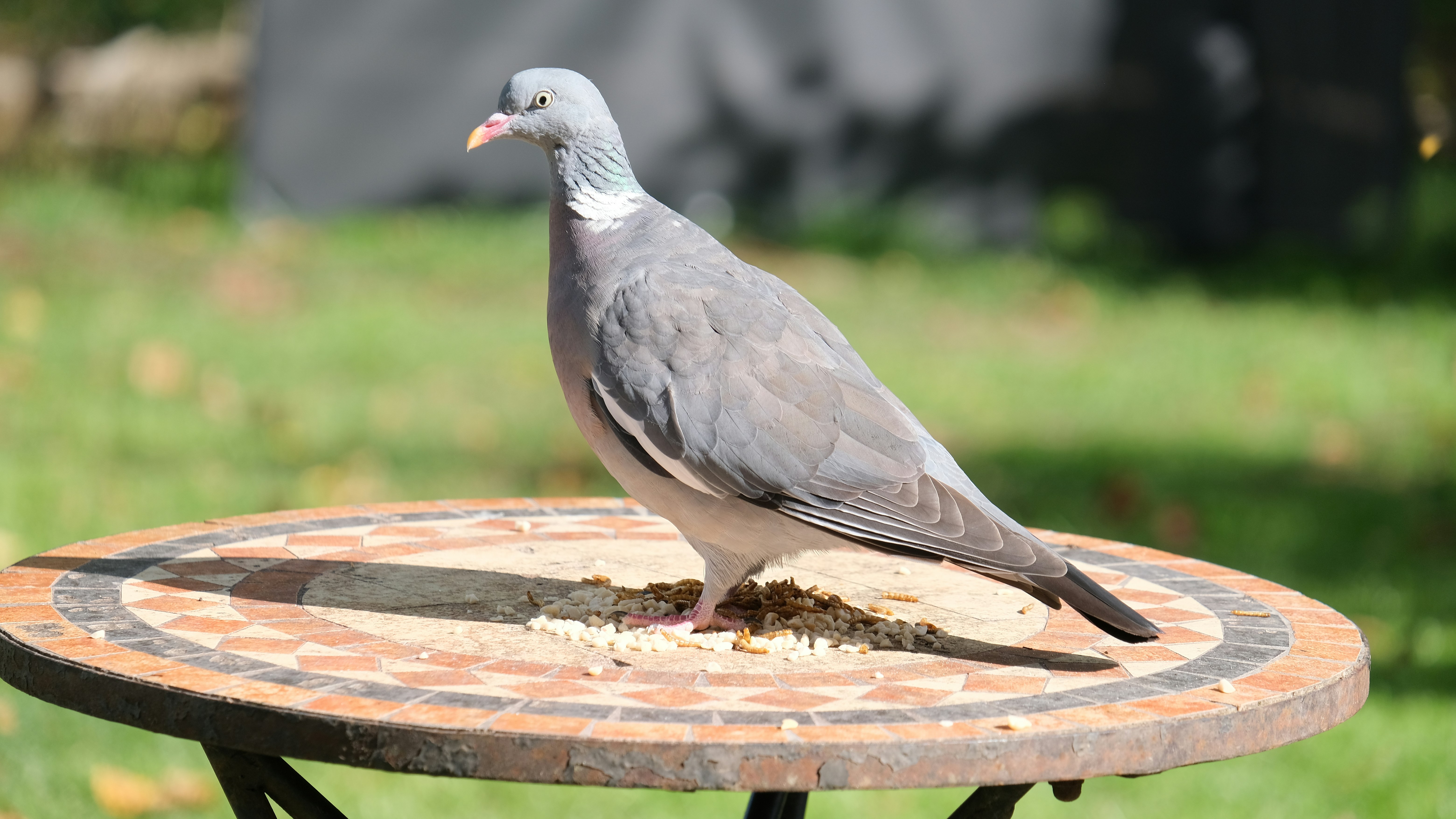 Pigeon perched on a mosaic-turred round table in a sunlit garden; green lawn and blurred background.