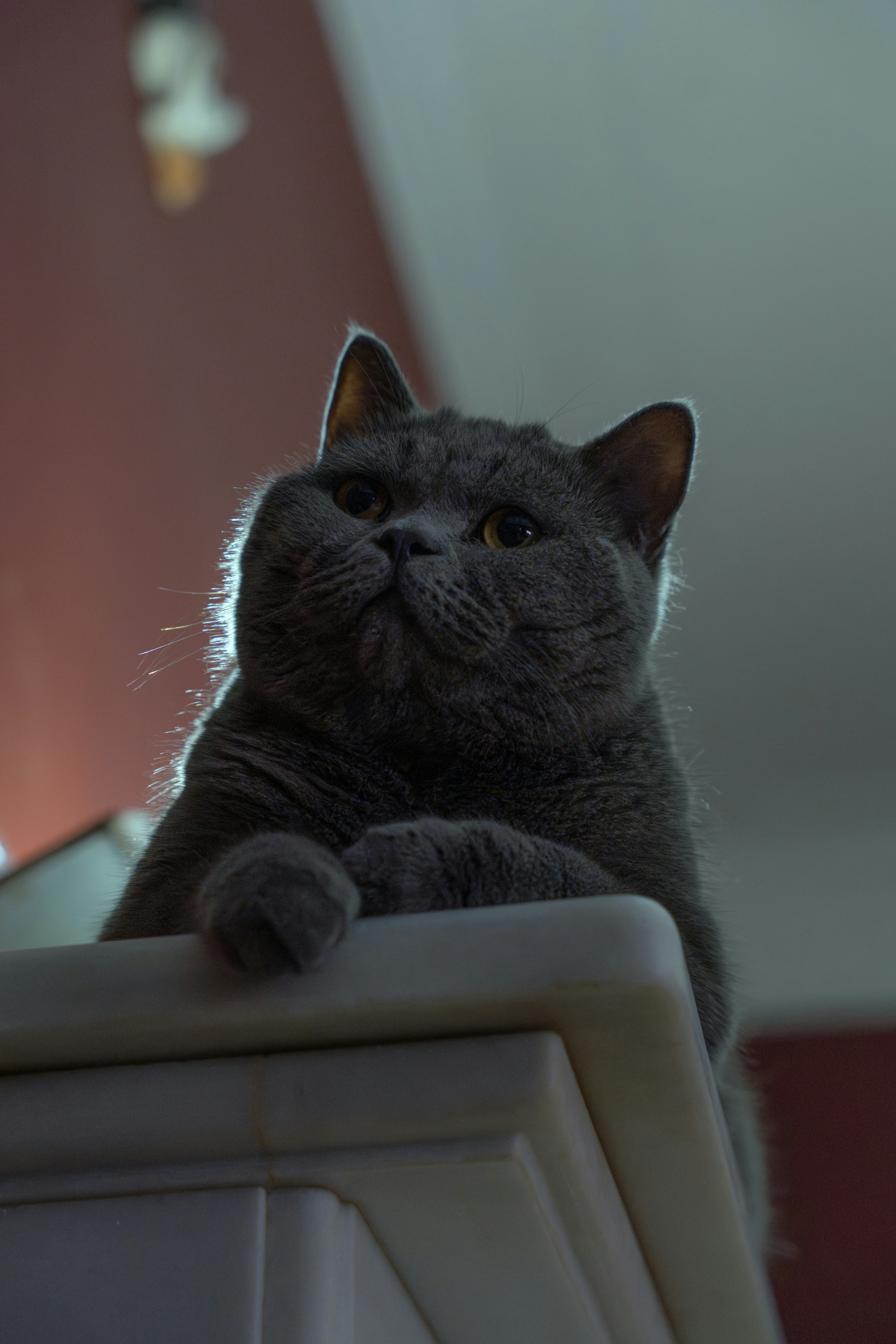 Low-Angle Portrait: The Round-Eyed Hunter on the Shelf
