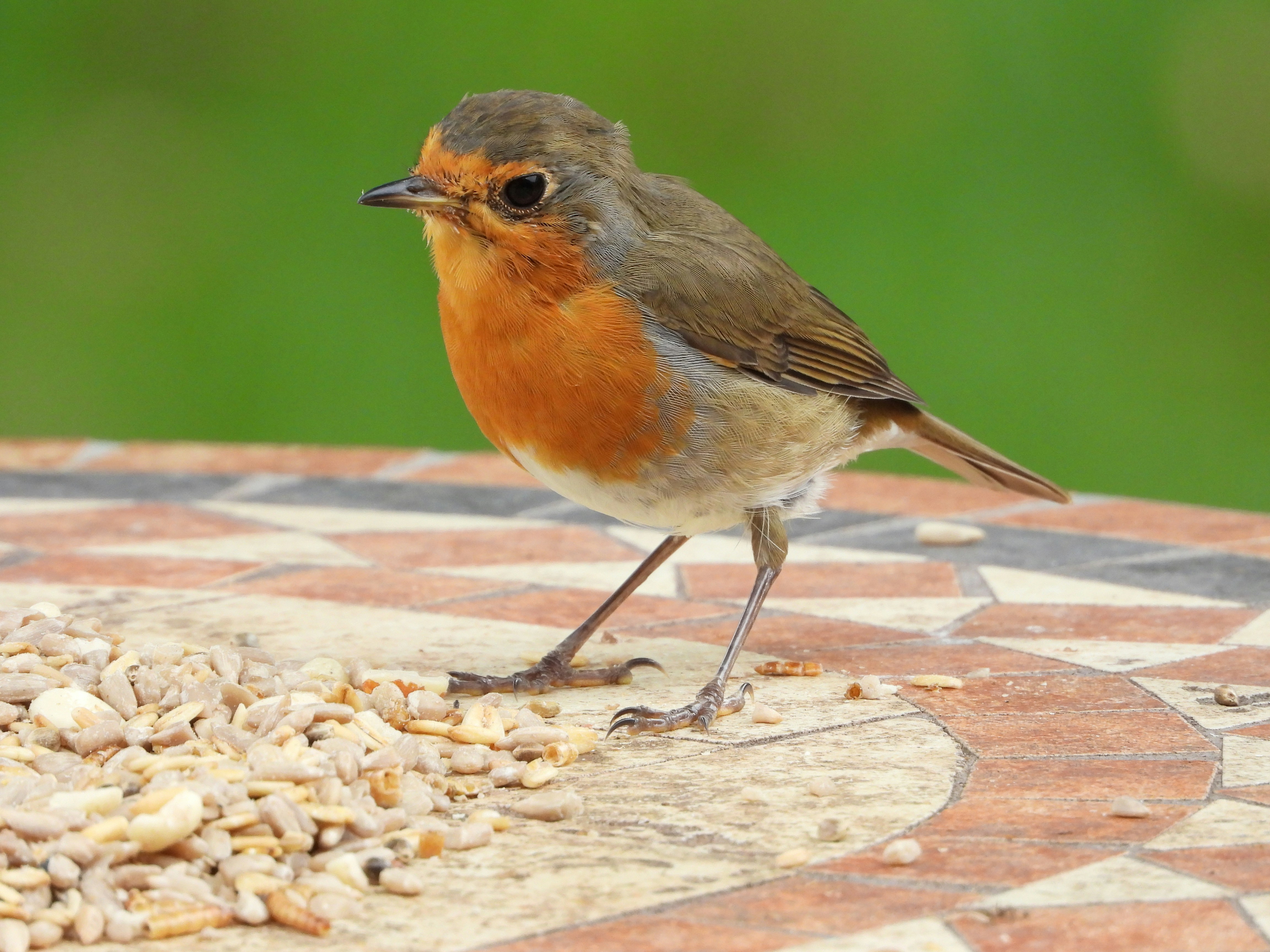 Small robin stands on a mosaic-tiled surface and pecks at scattered seeds, with a blurred green backdrop.