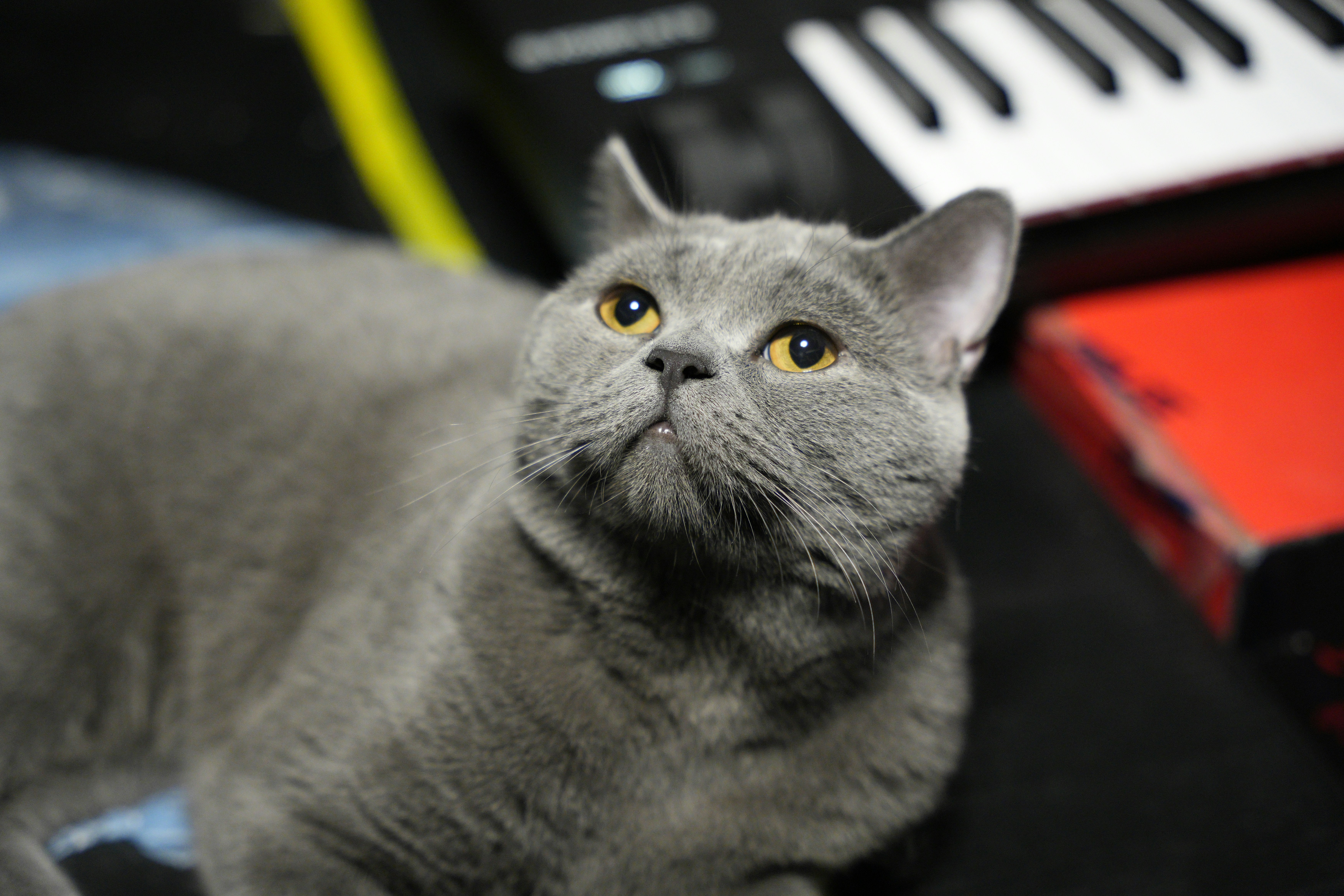 Curious Gaze: A Gray Cat Pauses in a Studio Moment